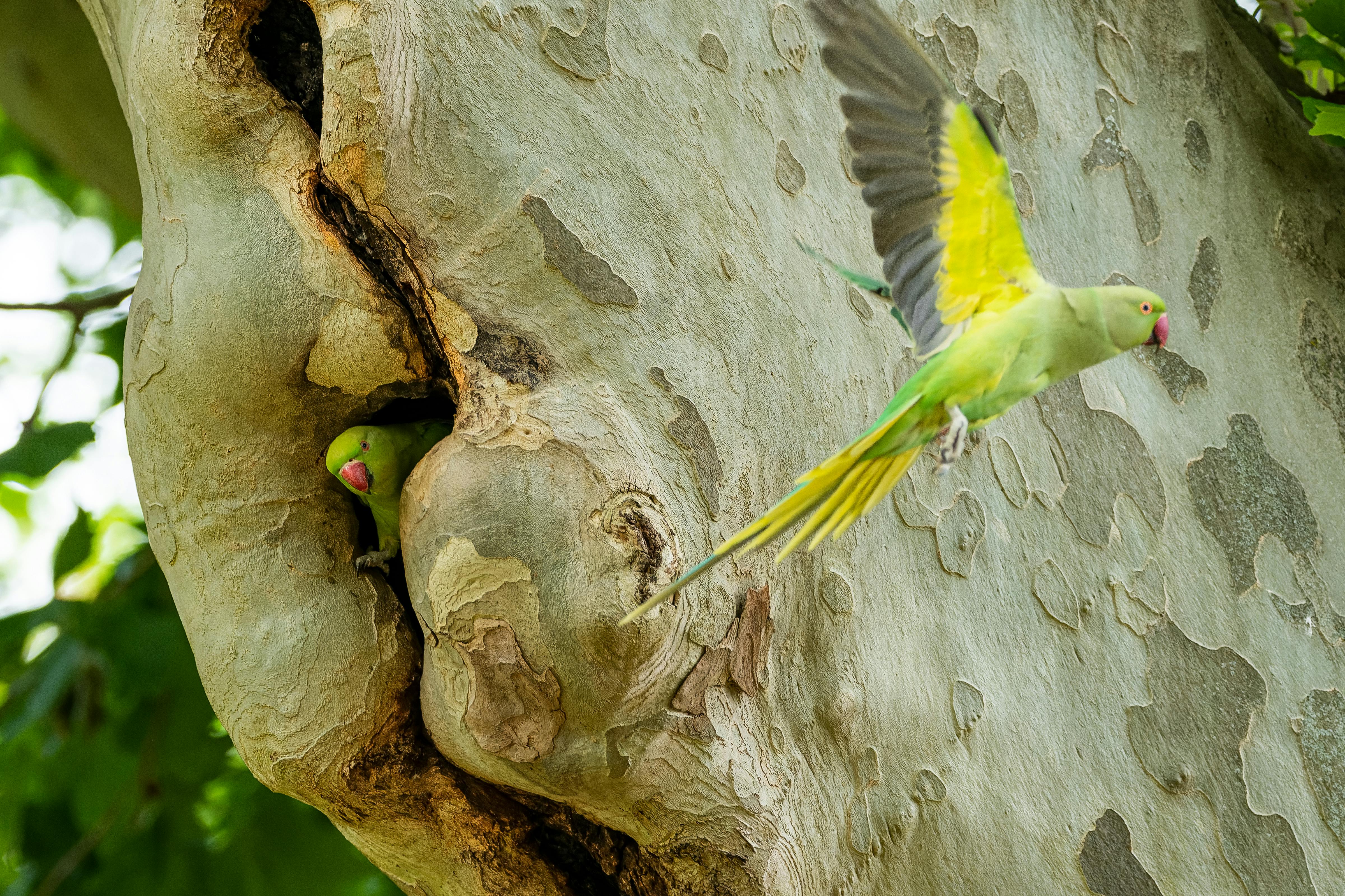 Green Bird Flying Near a Tree · Free Stock Photo
