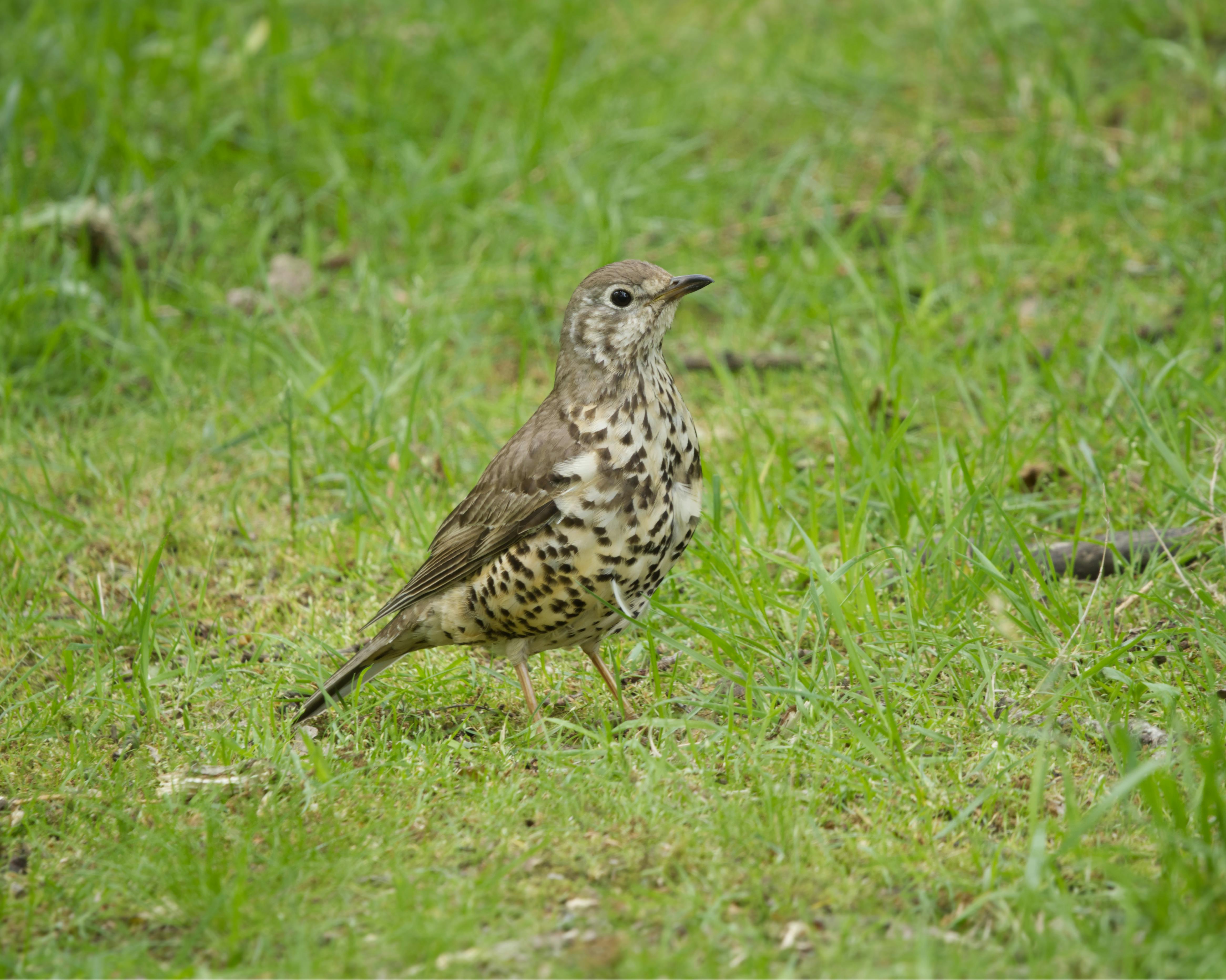 Photo Of A Bird · Free Stock Photo