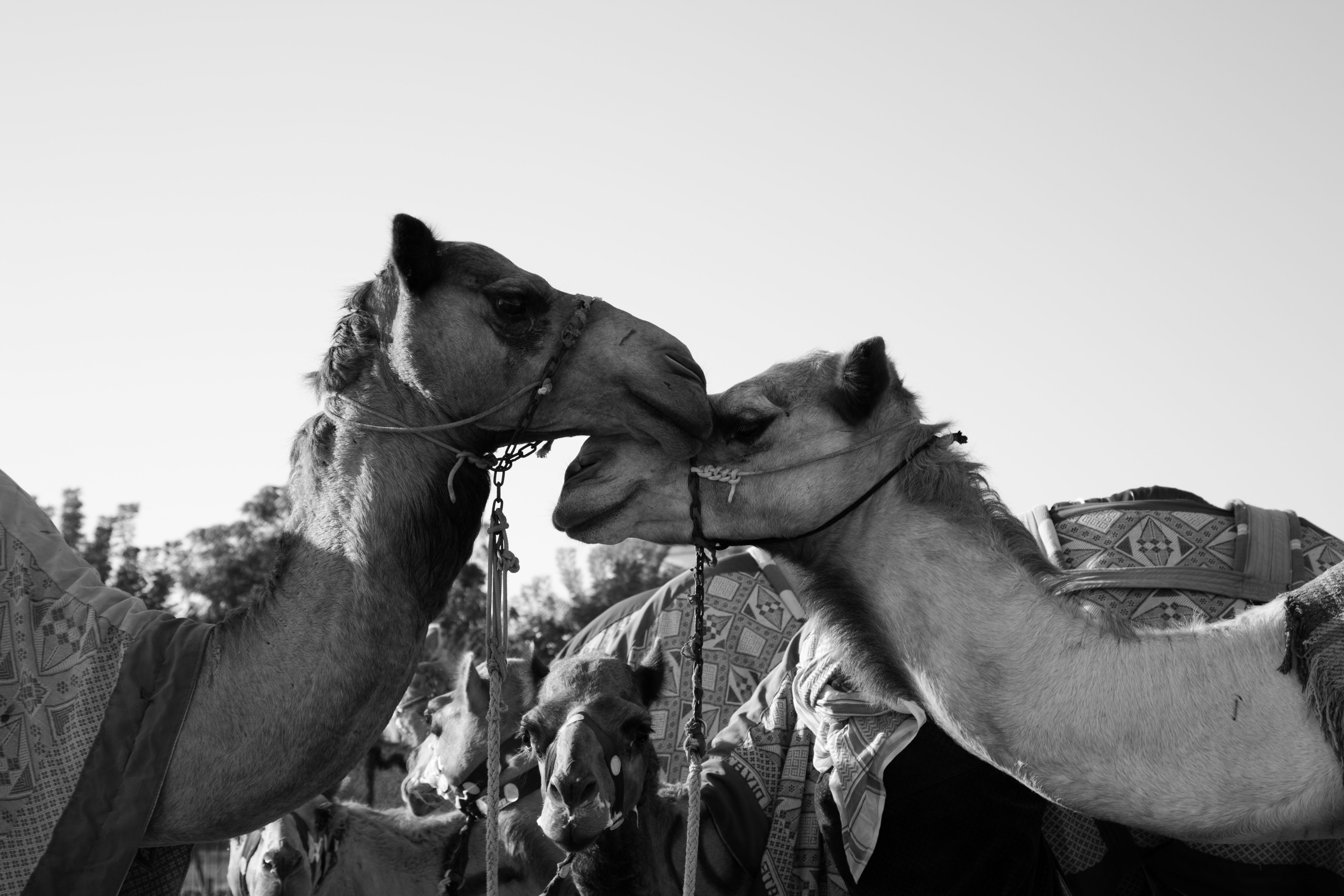 White Camels Photos, Download The BEST Free White Camels Stock Photos ...