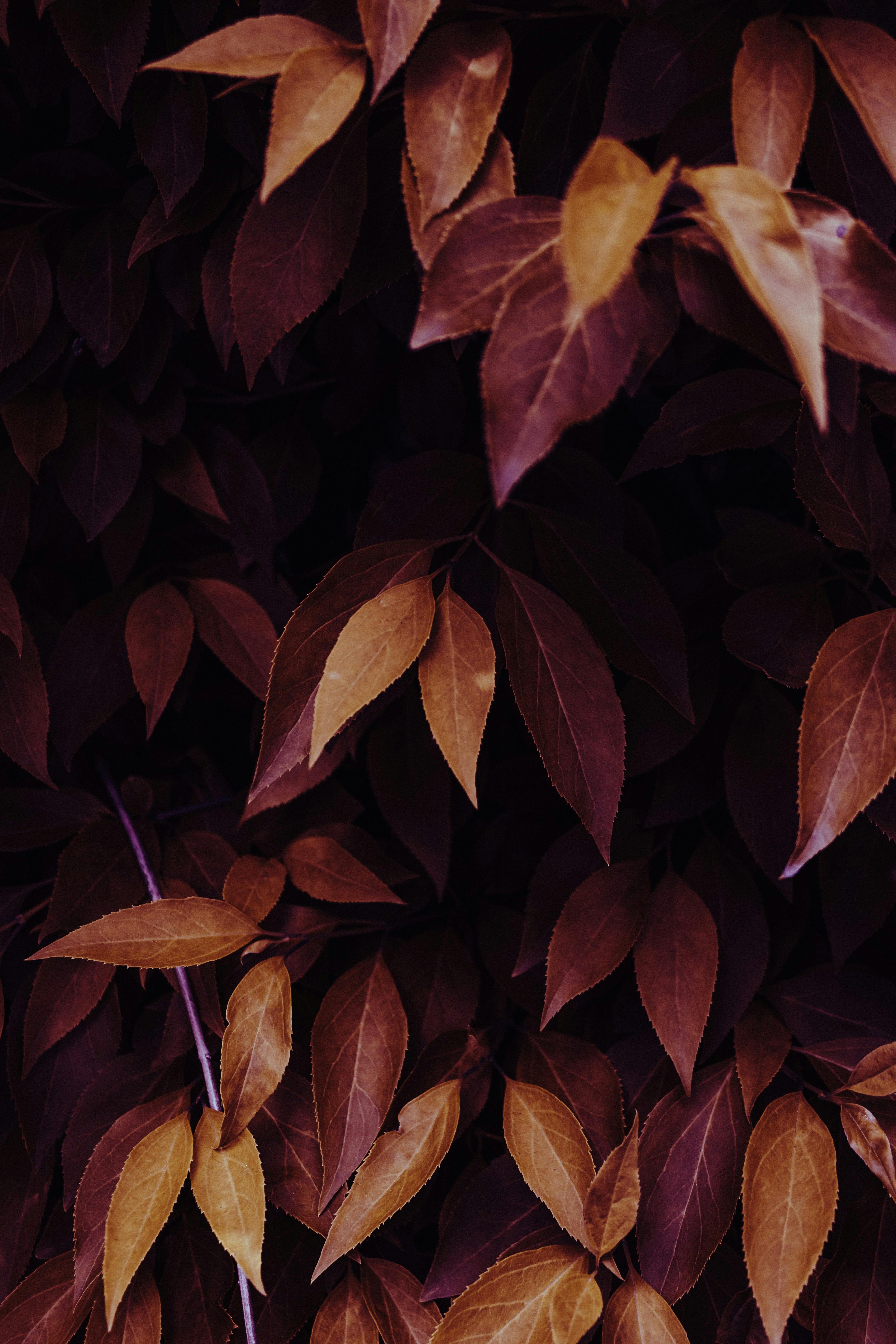 Photo of Brown Leaves · Free Stock Photo
