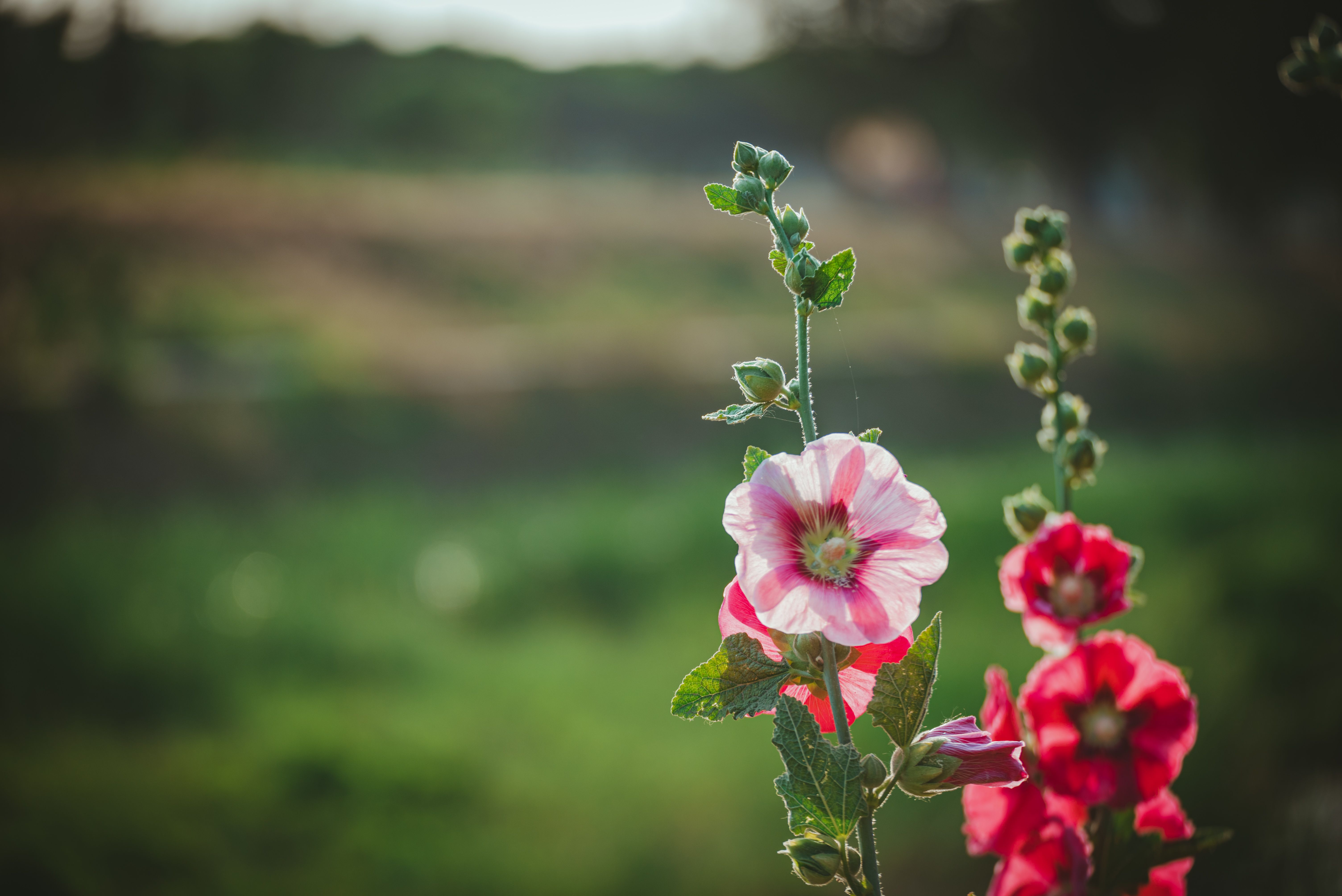 Beautiful Flowers in Close Up Photography · Free Stock Photo