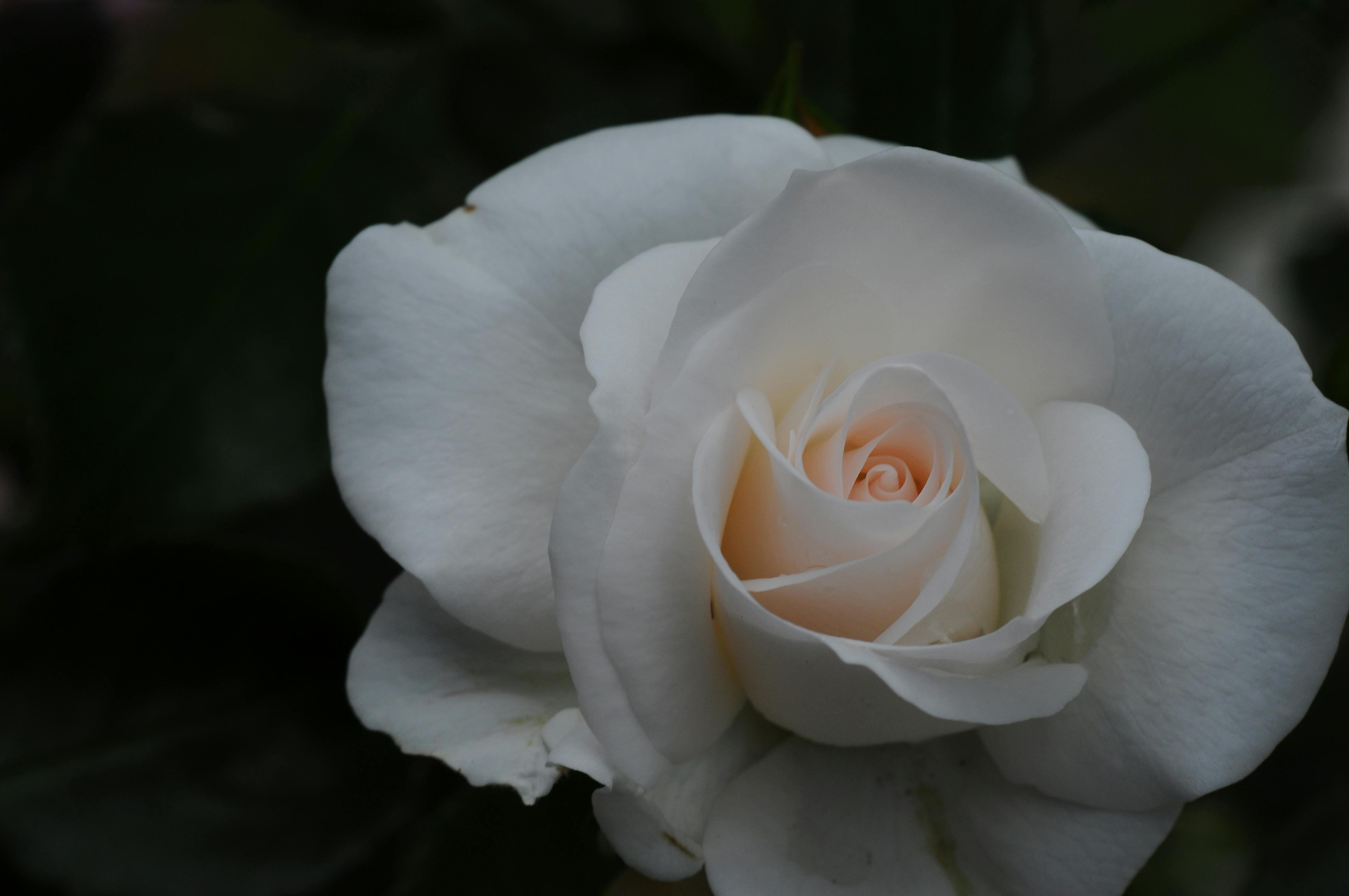 Selective Focus Photography of Flowers · Free Stock Photo