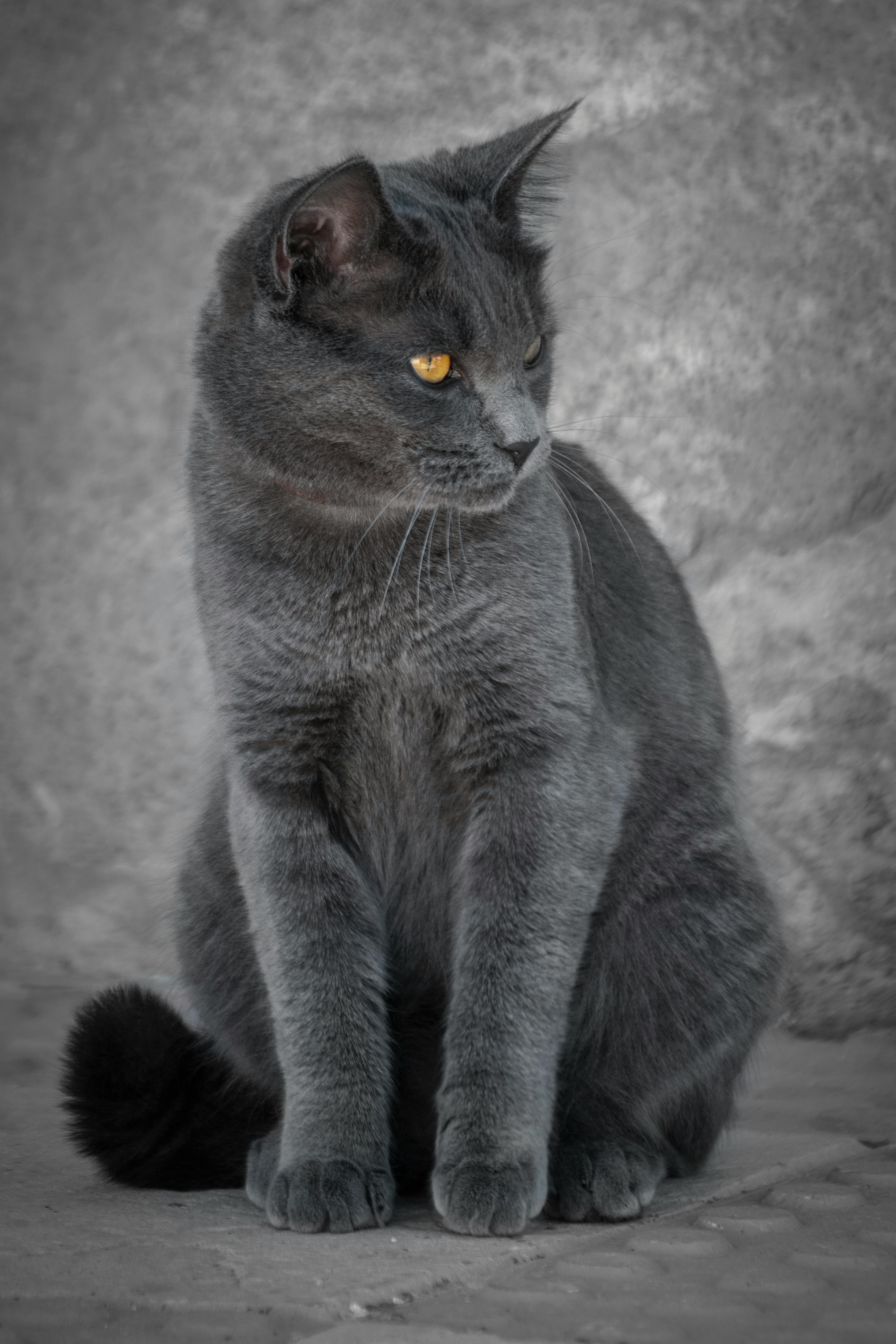 Gray Cat Sitting on Concrete Floor · Free Stock Photo