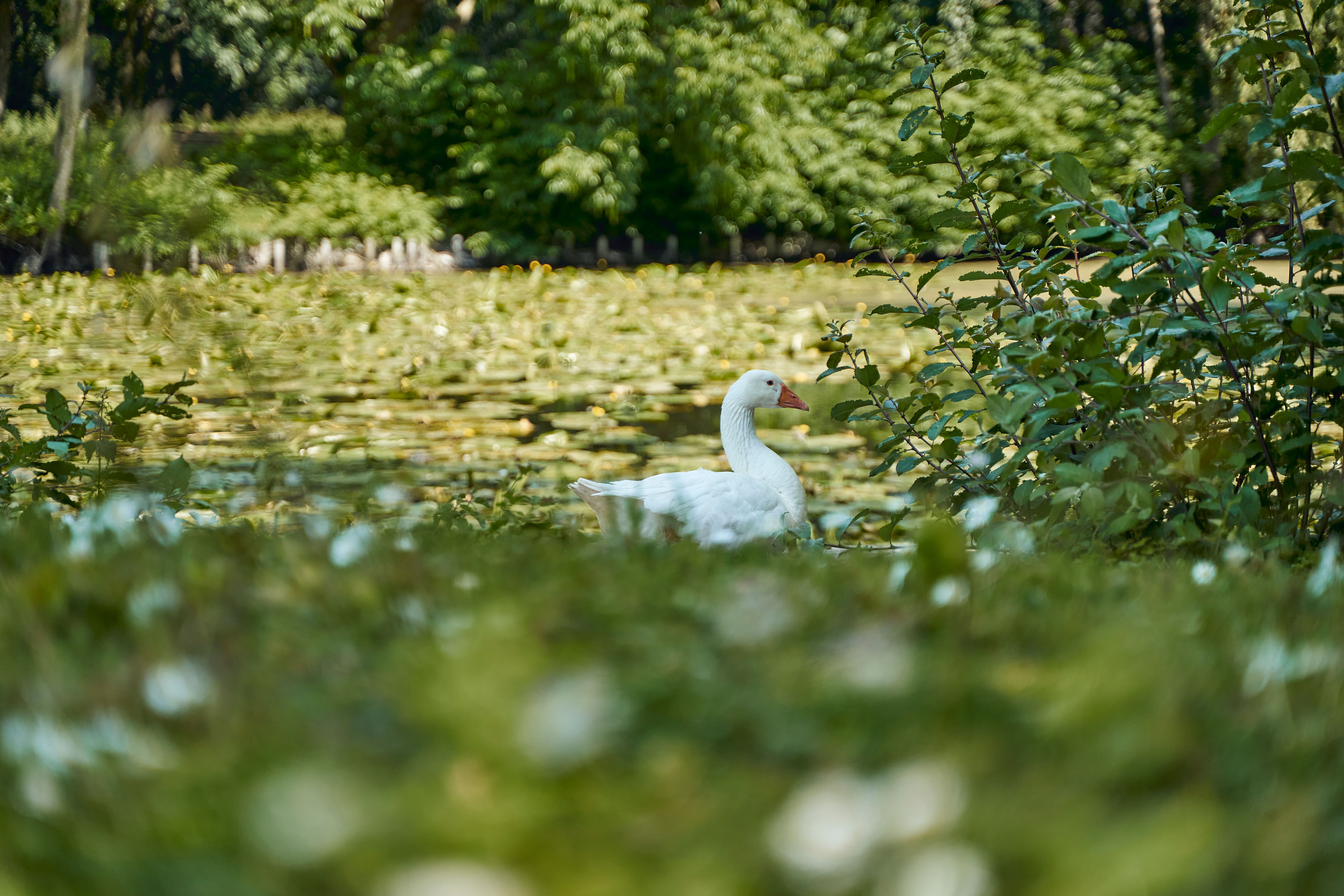 Close-up of a Goose on the Lake · Free Stock Photo