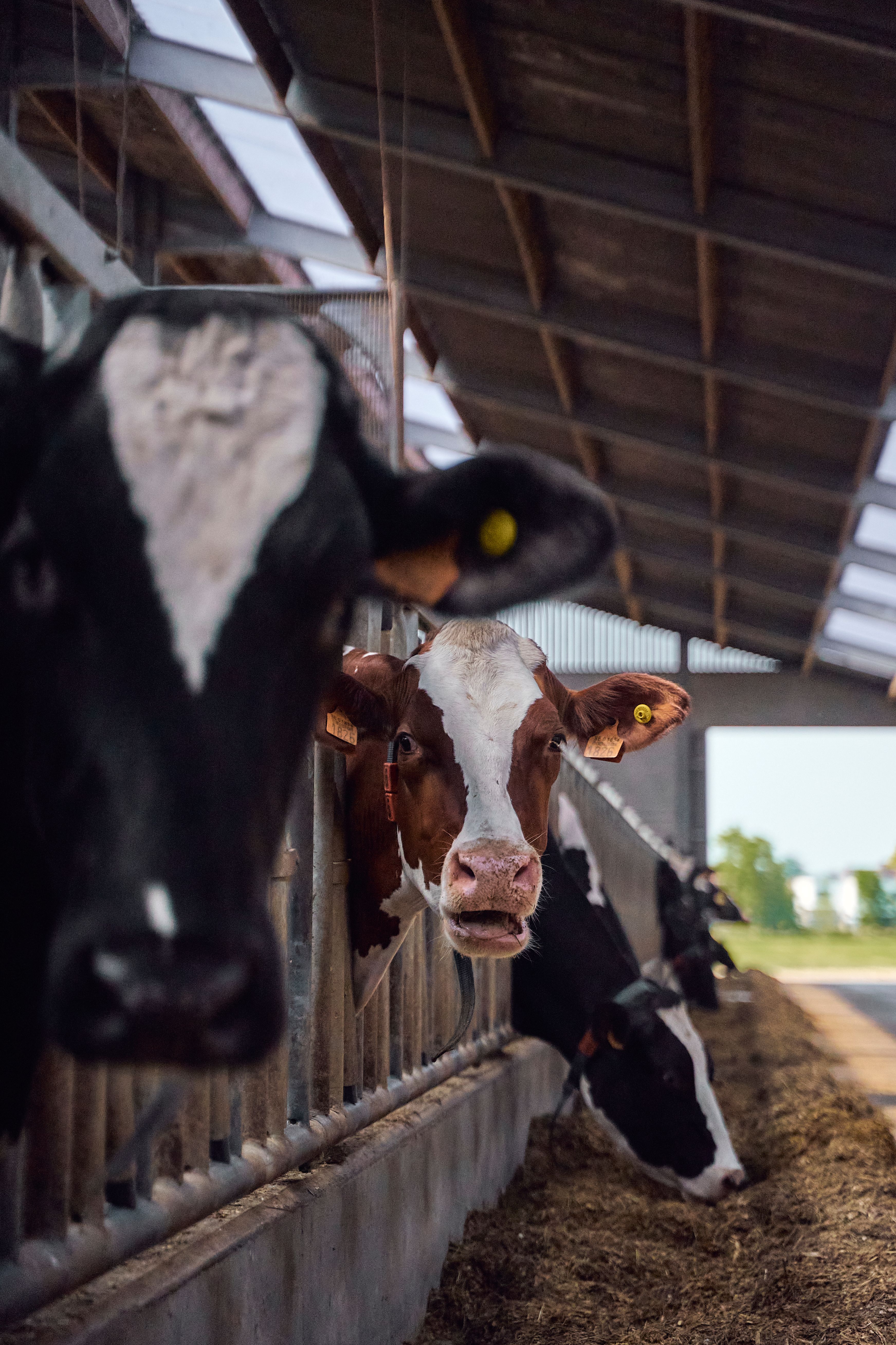 Portrait of Cows in Barn · Free Stock Photo