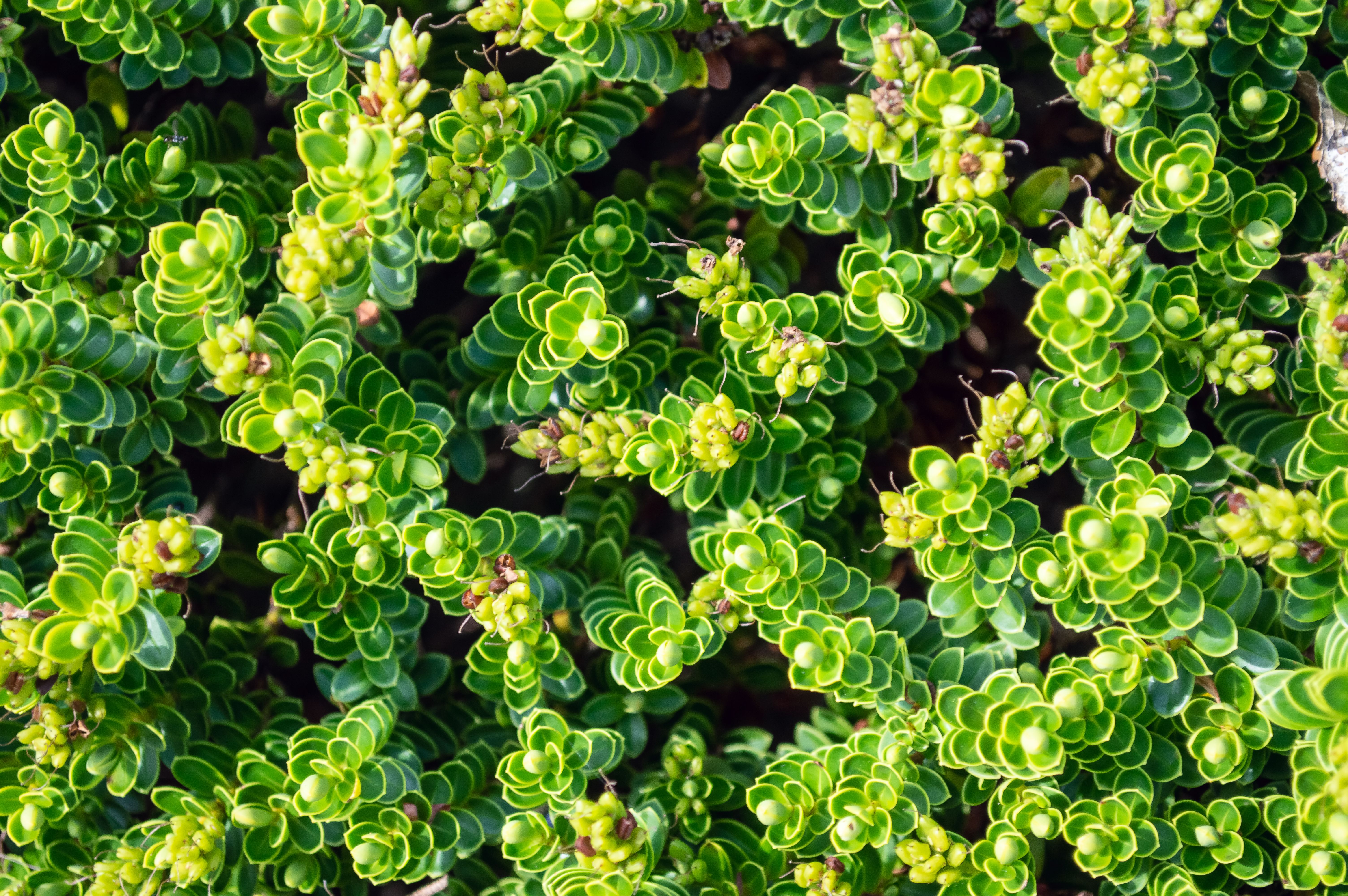 Close Up Photo of Hebe Plants · Free Stock Photo