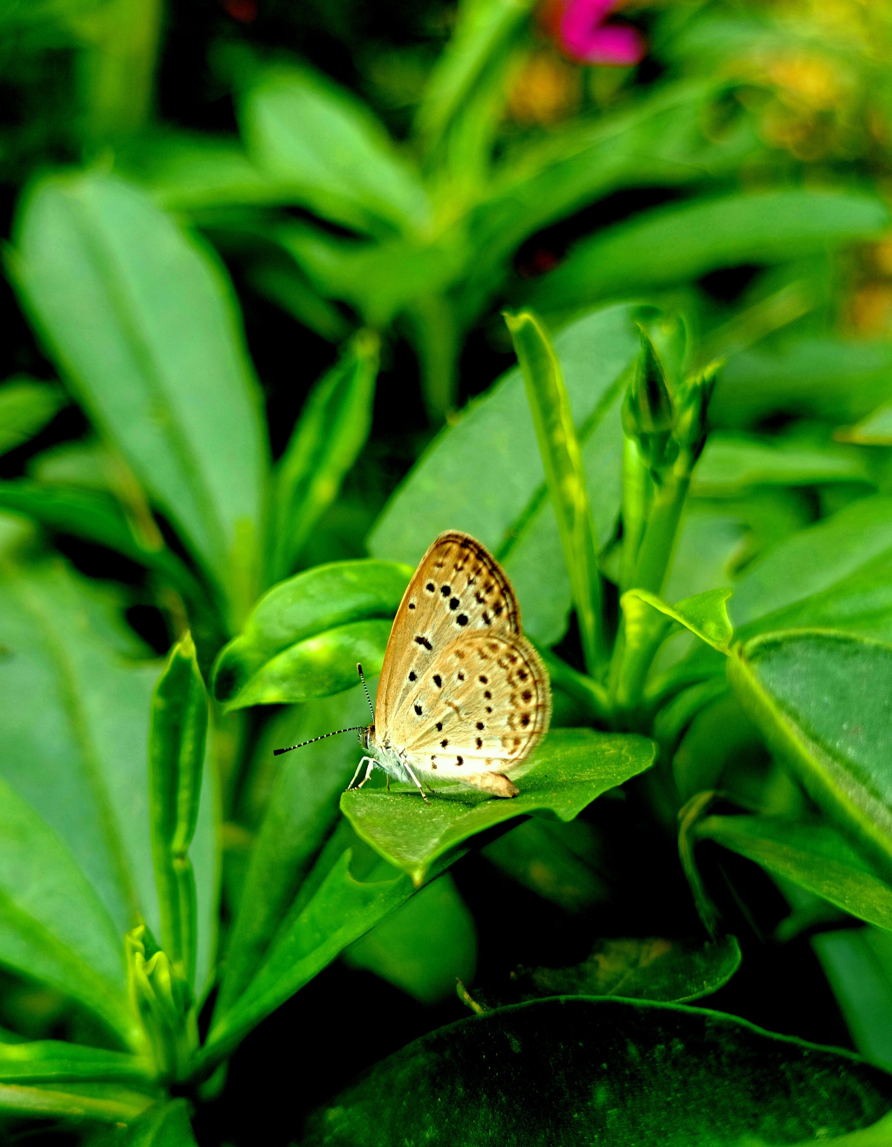 Tiny Grass Blue Photos, Download The BEST Free Tiny Grass Blue Stock ...
