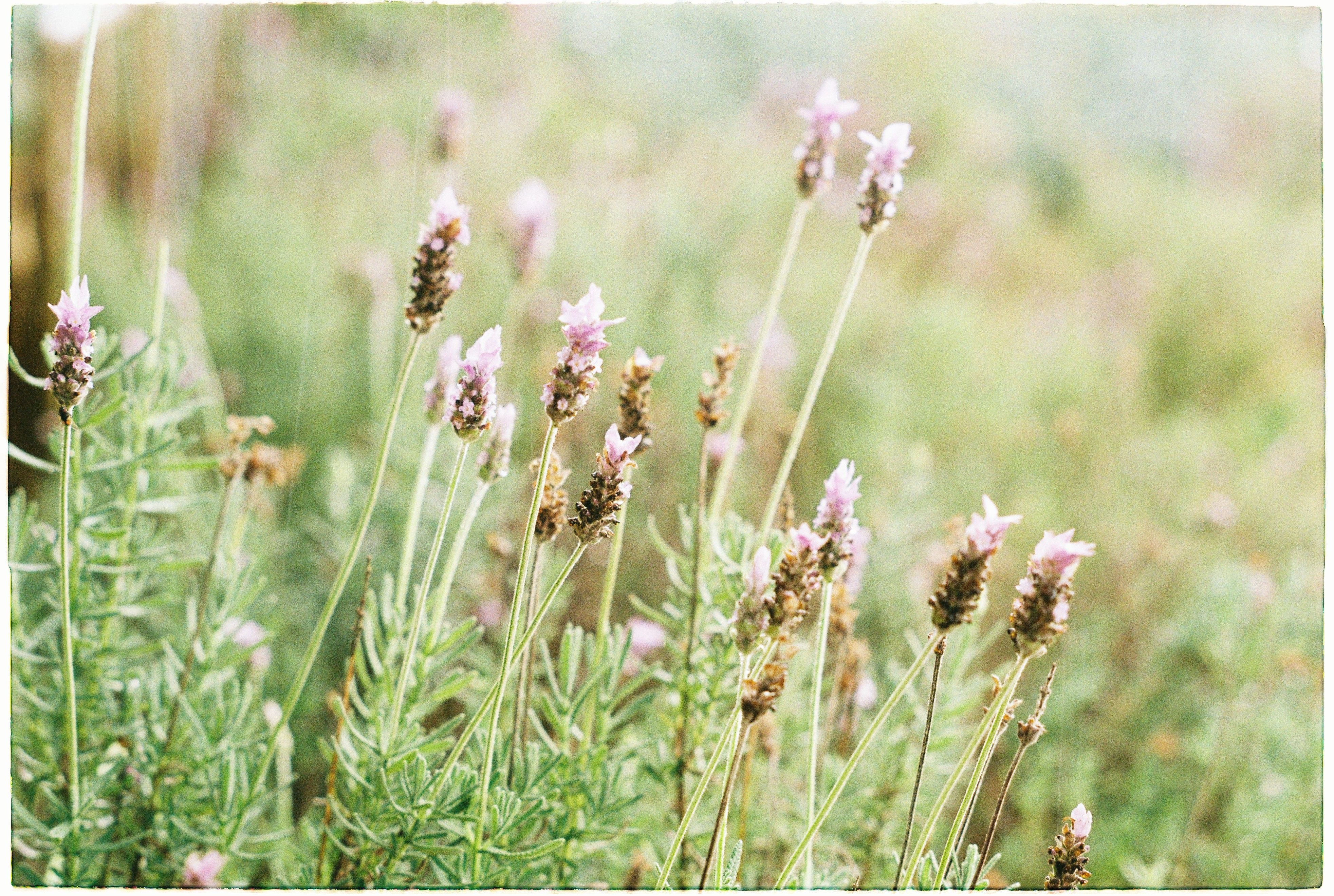 Wildflowers in Close-Up Photography · Free Stock Photo