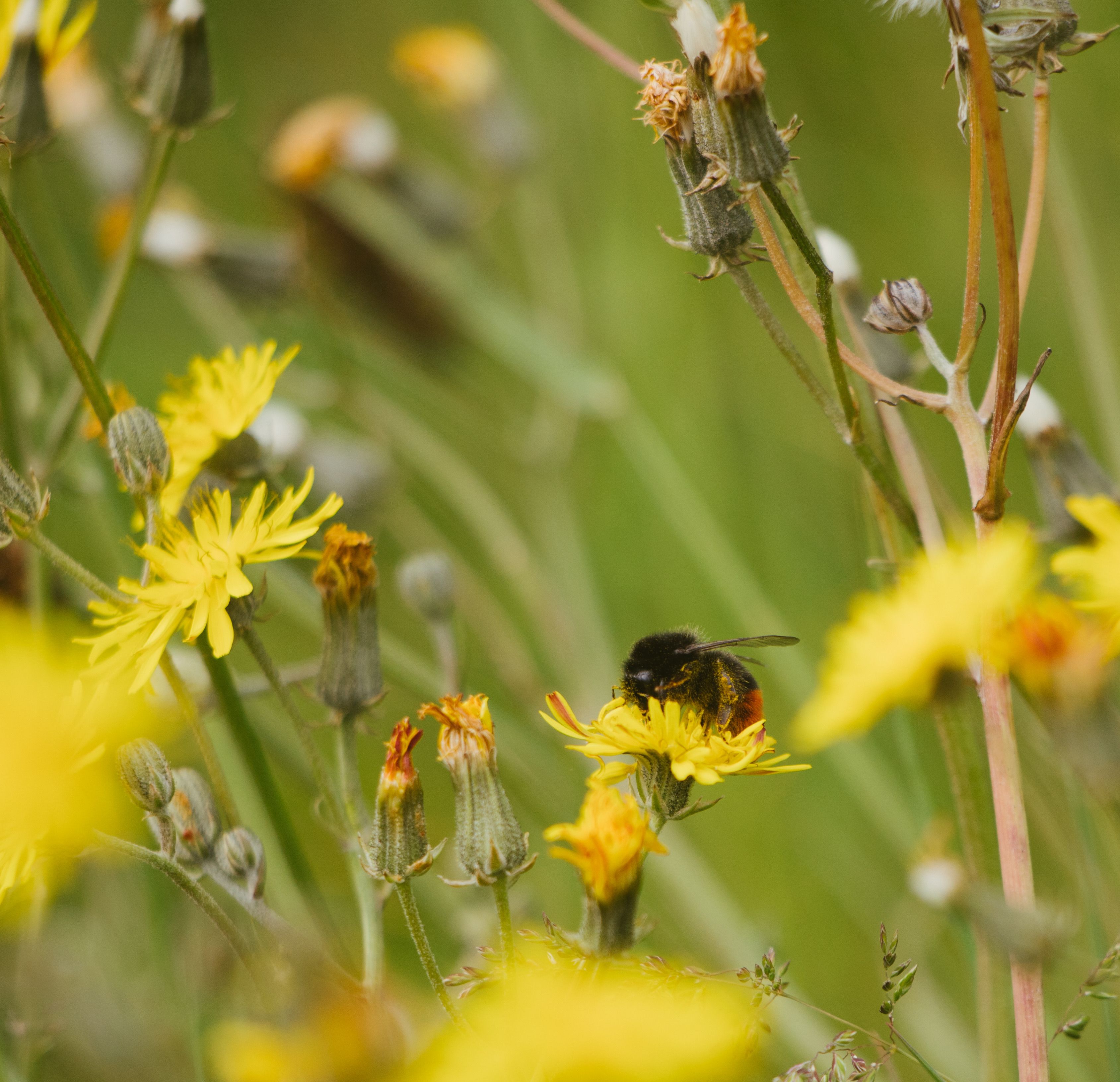 Foto de stock gratuita sobre abeja, animal, de cerca, formato cuadrado ...