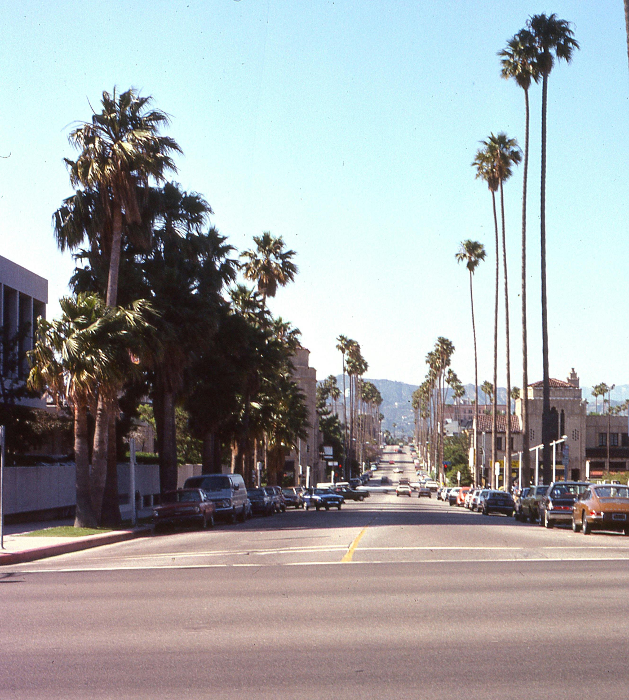 Palm Trees Near Yellow Stablishment · Free Stock Photo