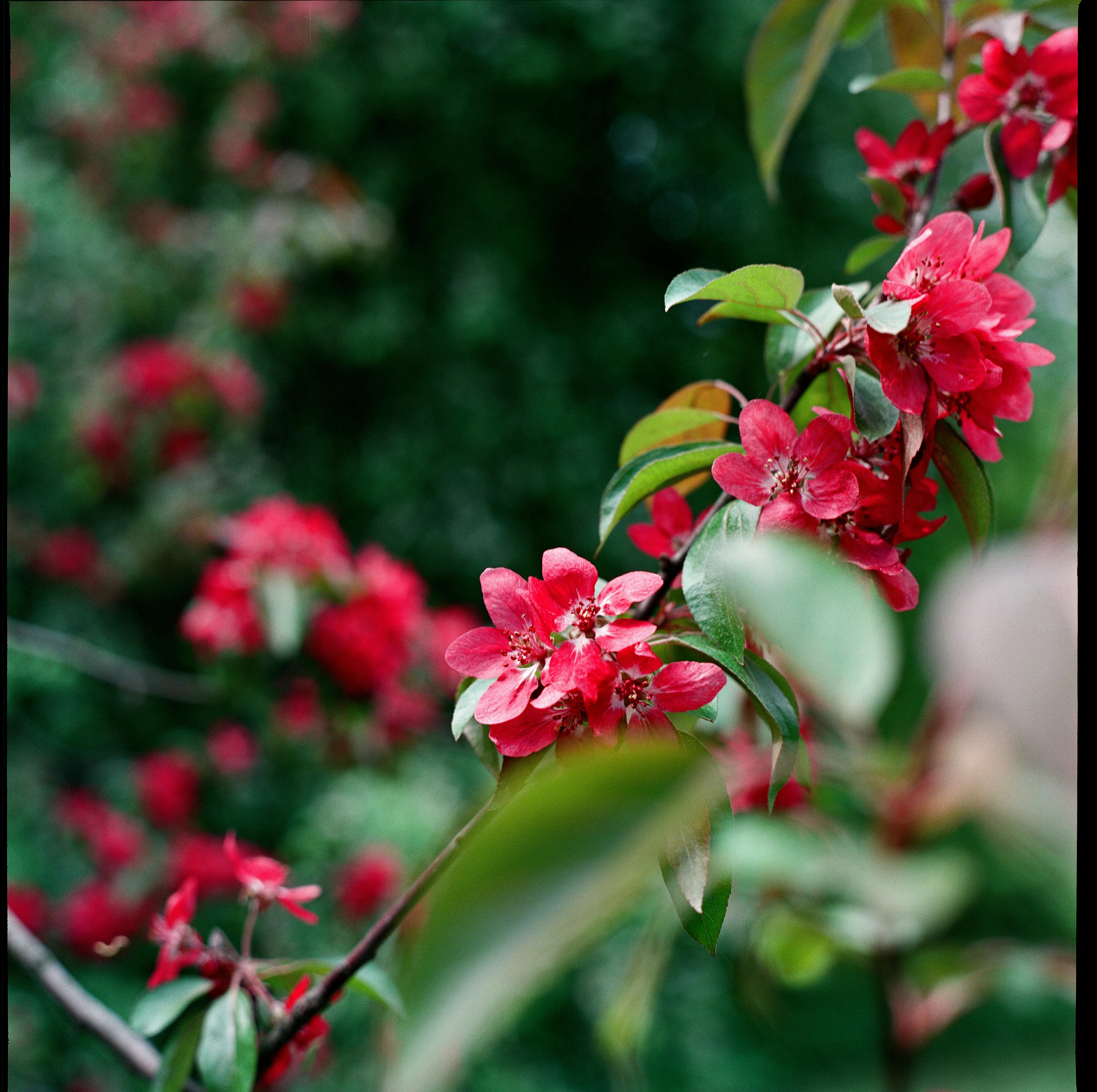 Red Flowers on the Stem of a Plant · Free Stock Photo