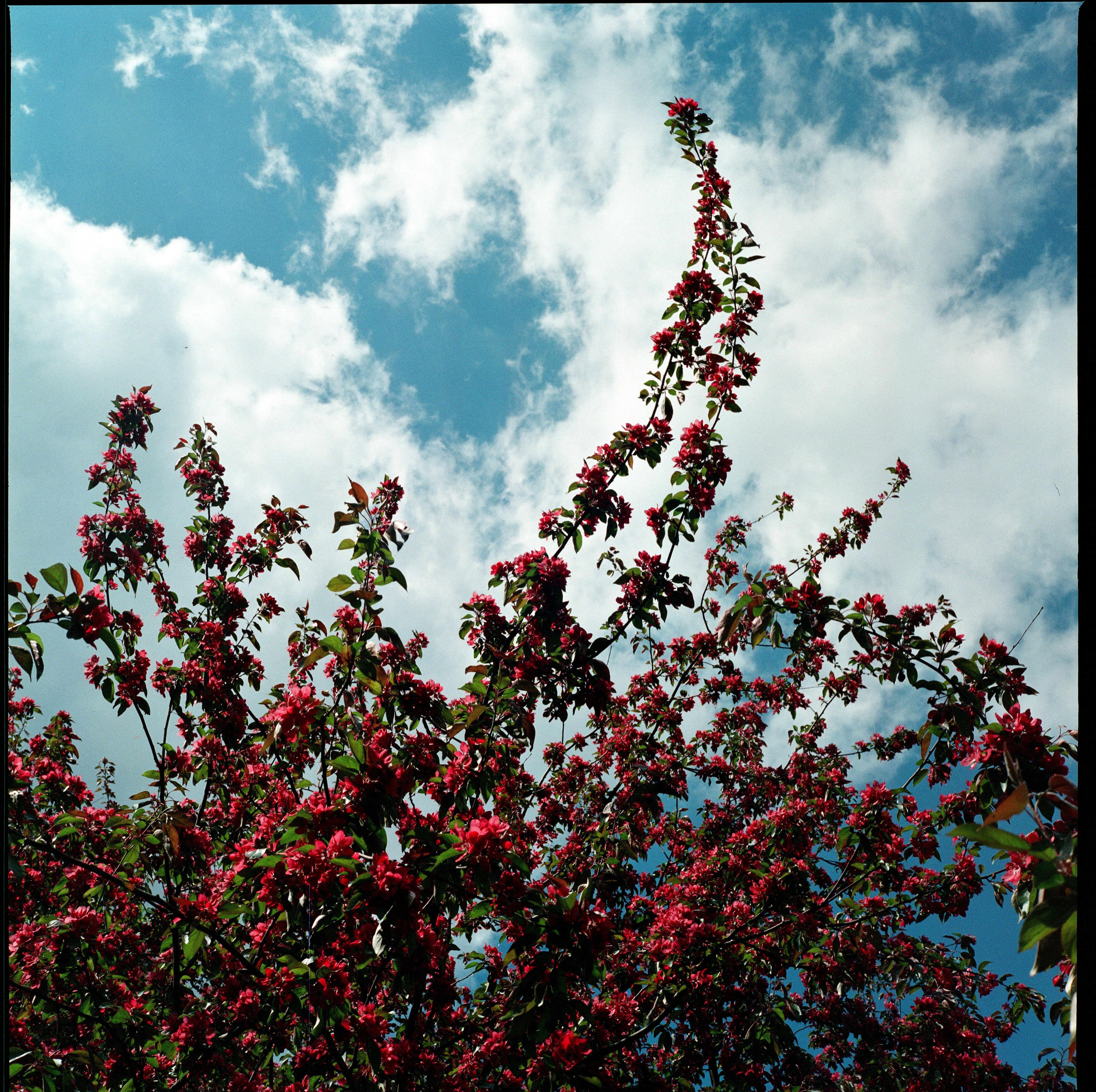Green Tree with Red Flowers Under Blue Sky · Free Stock Photo