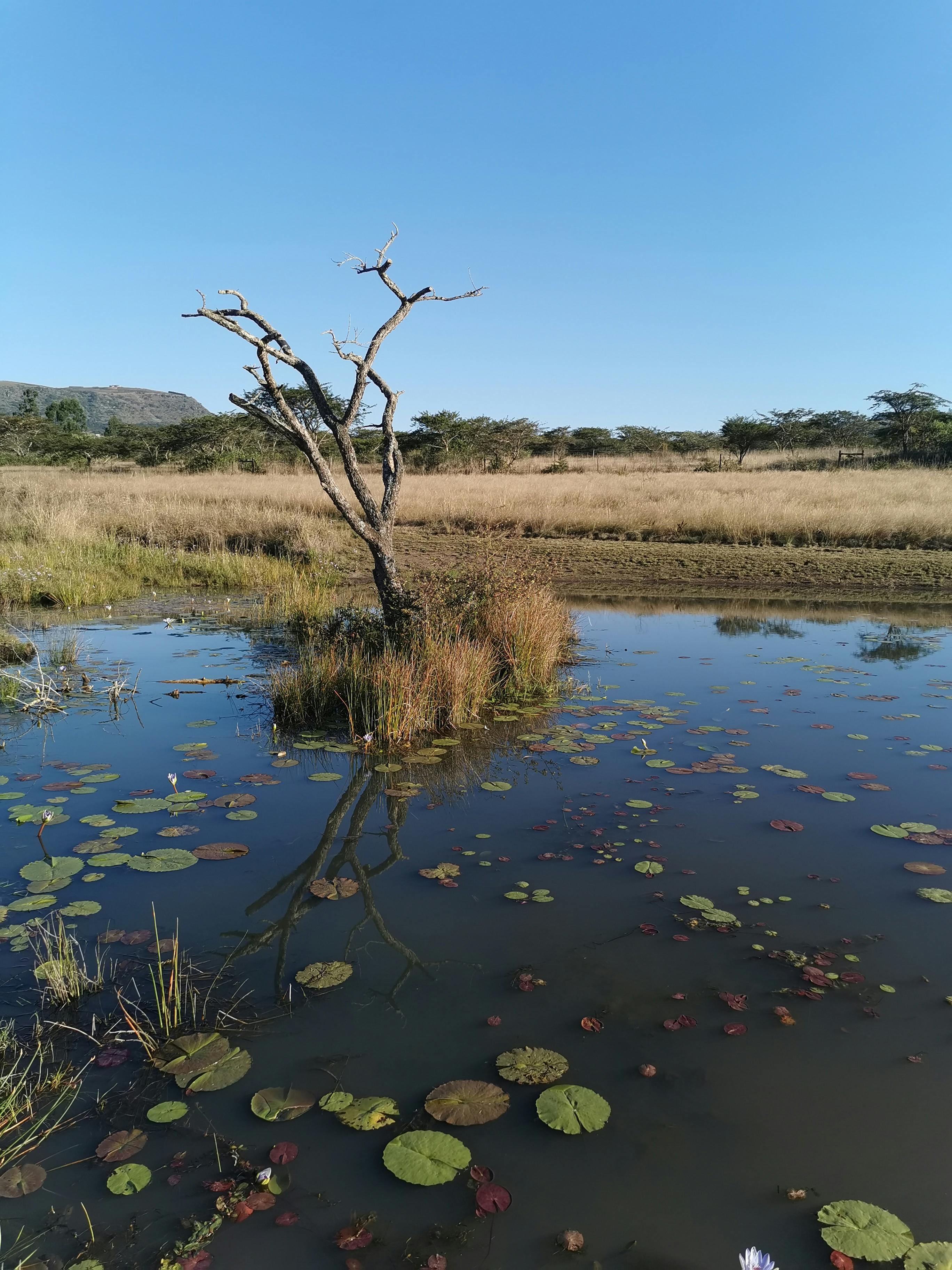 Lily Pads Near Bare Tree on a Swamp · Free Stock Photo