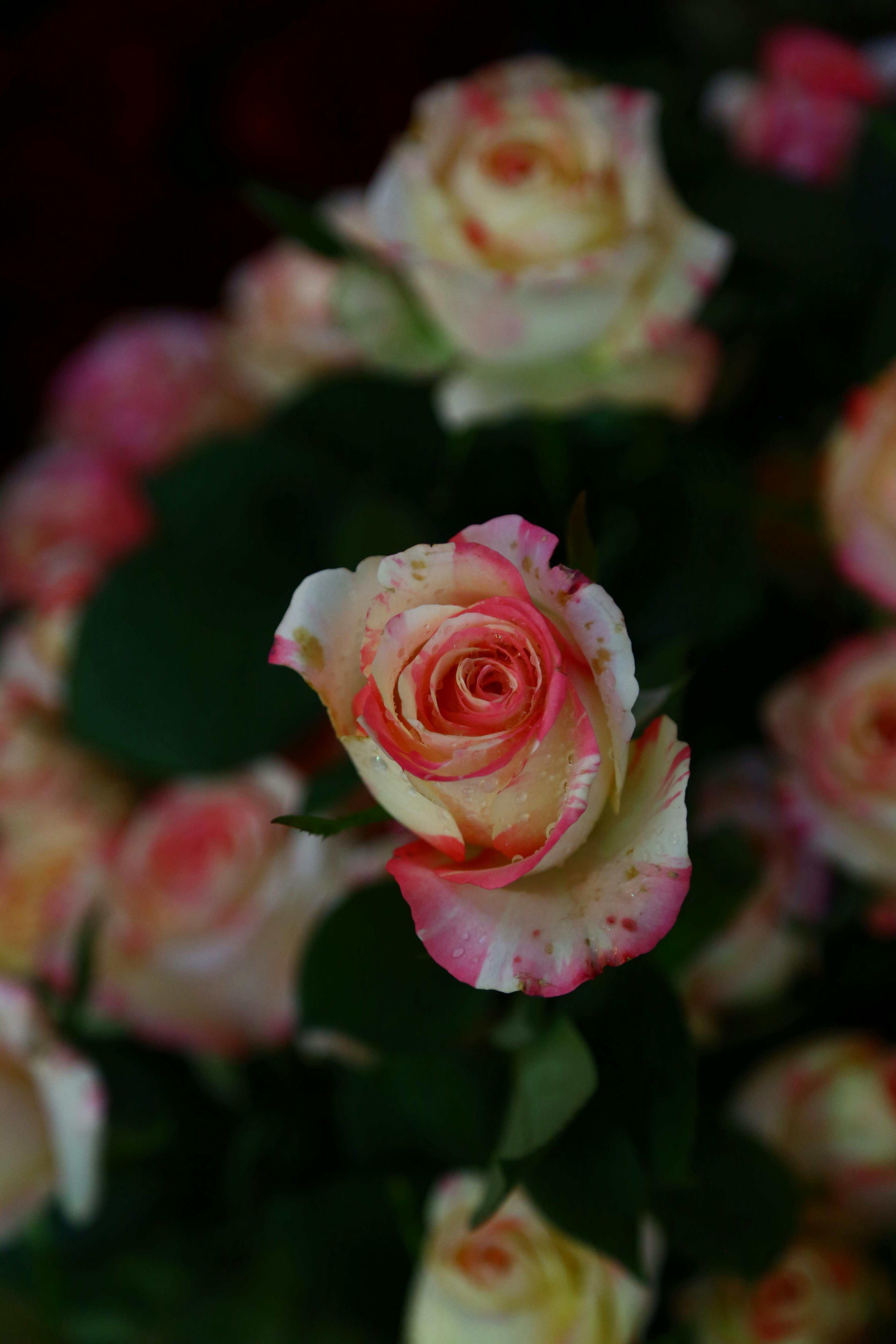 Close Photo of Roses · Free Stock Photo