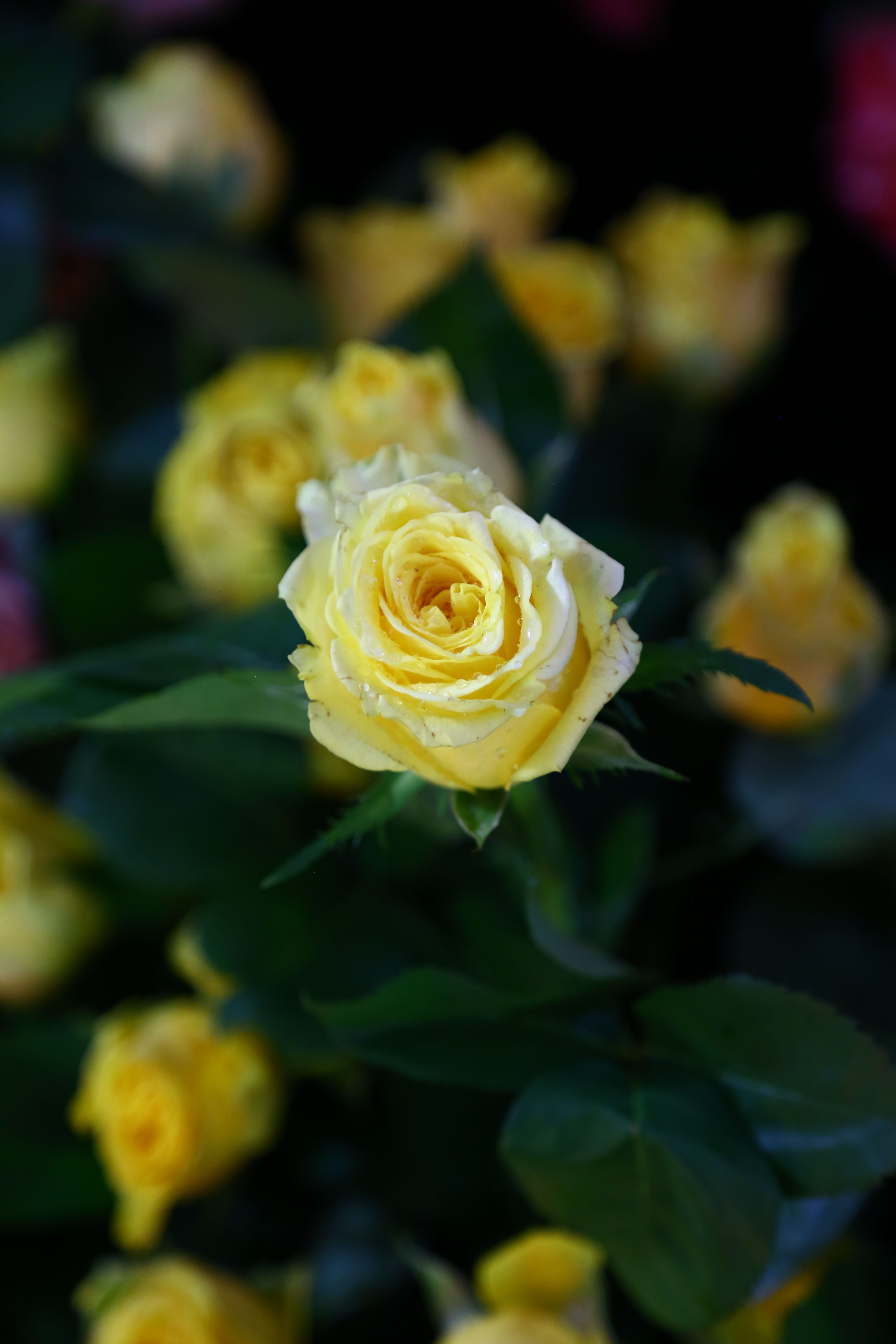 Rose In Close Up Photography Free Stock Photo