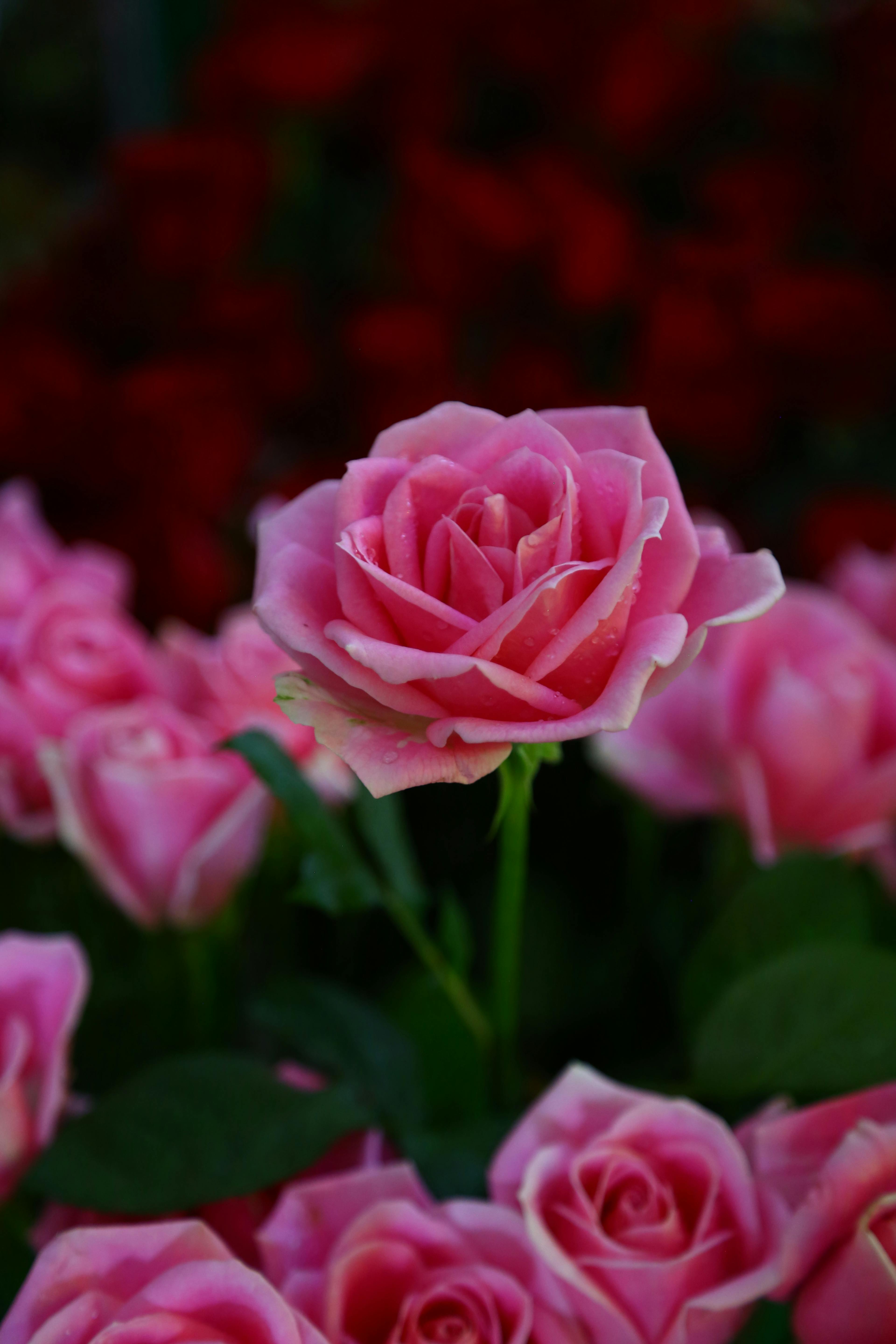 White and Pink Roses in a Translucent Background · Free Stock Photo