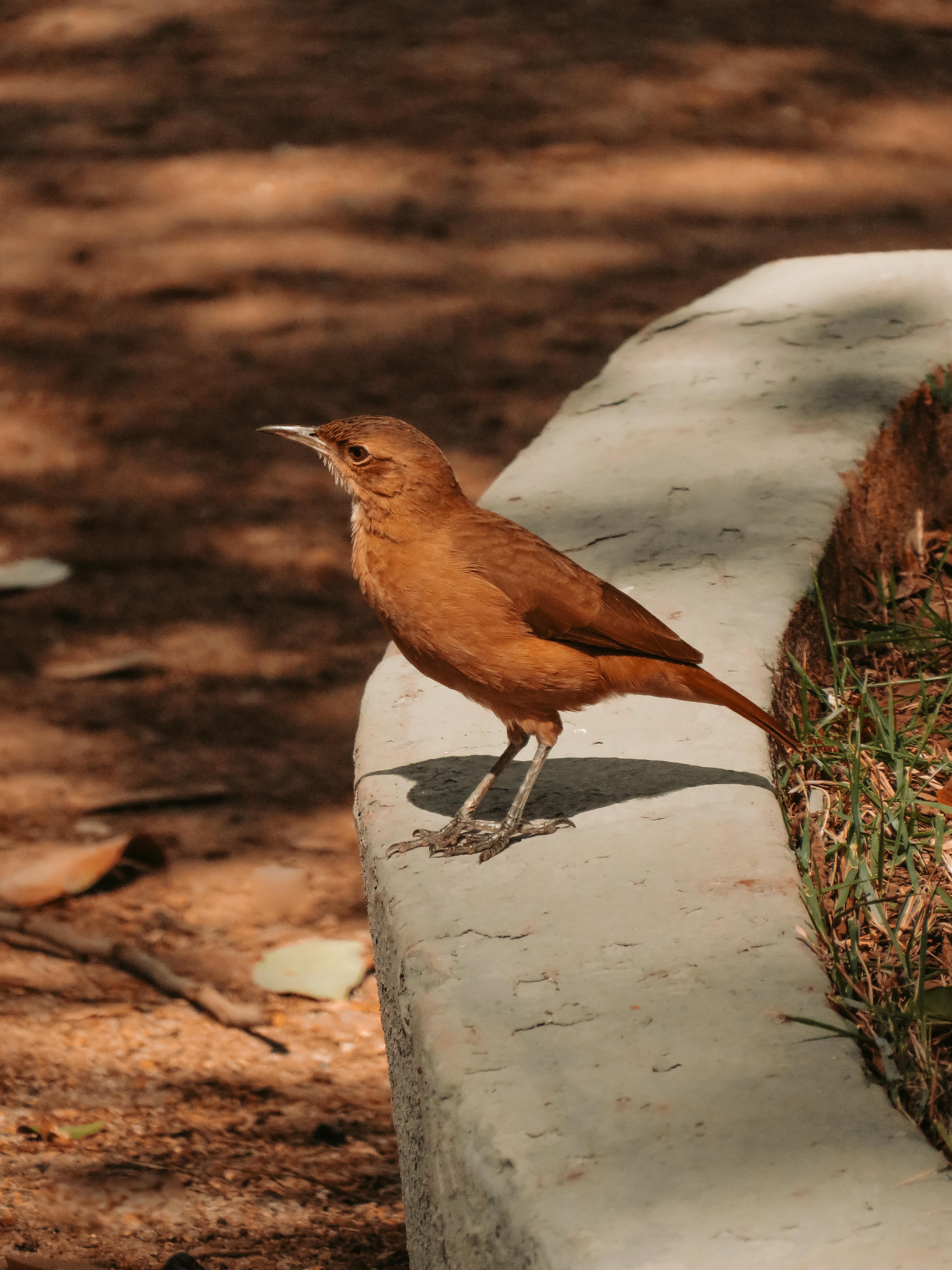 Photo of a Brown Bird · Free Stock Photo