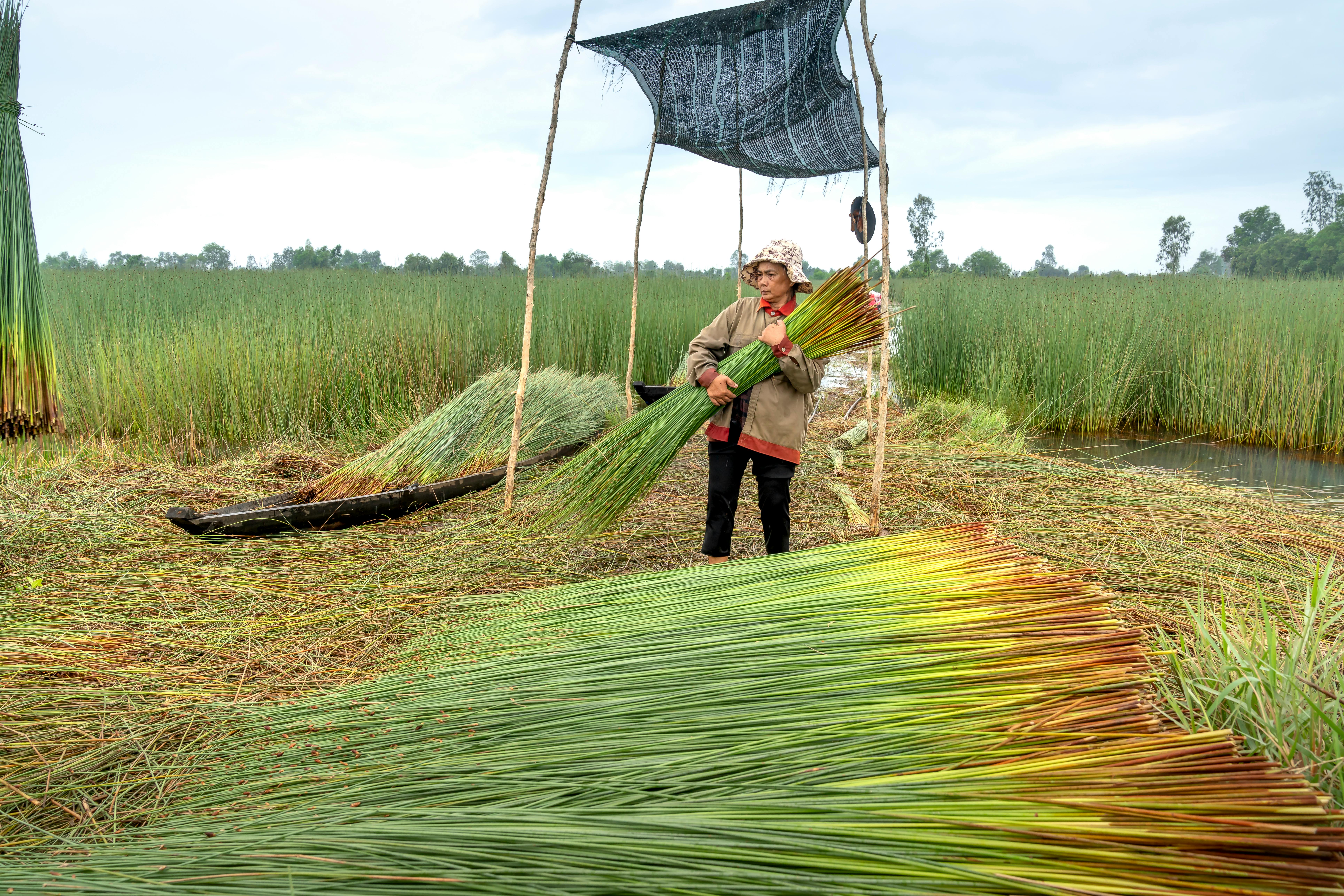 Reed Bundle Photos, Download The BEST Free Reed Bundle Stock Photos ...