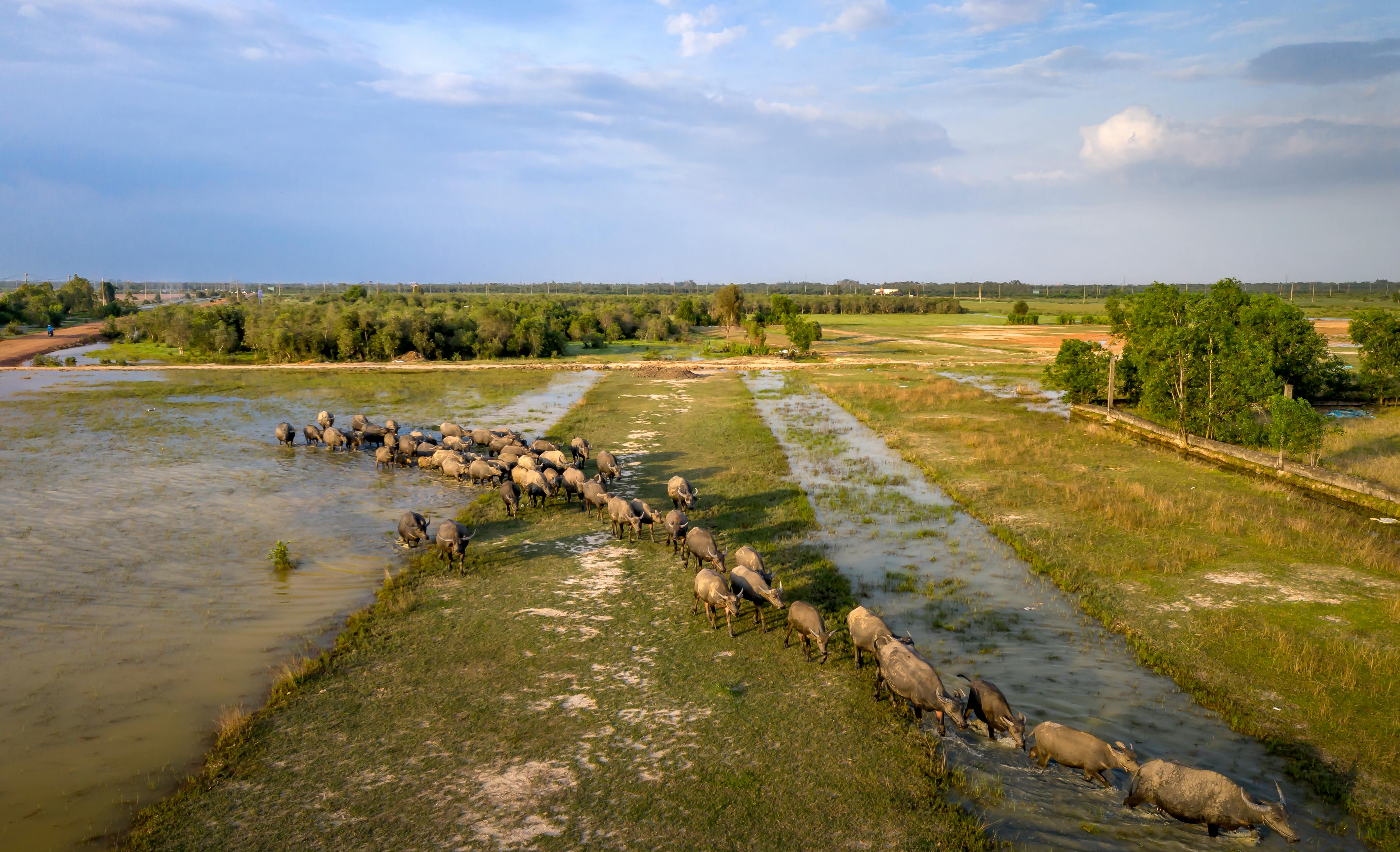Cattle on Wet Marsh · Free Stock Photo