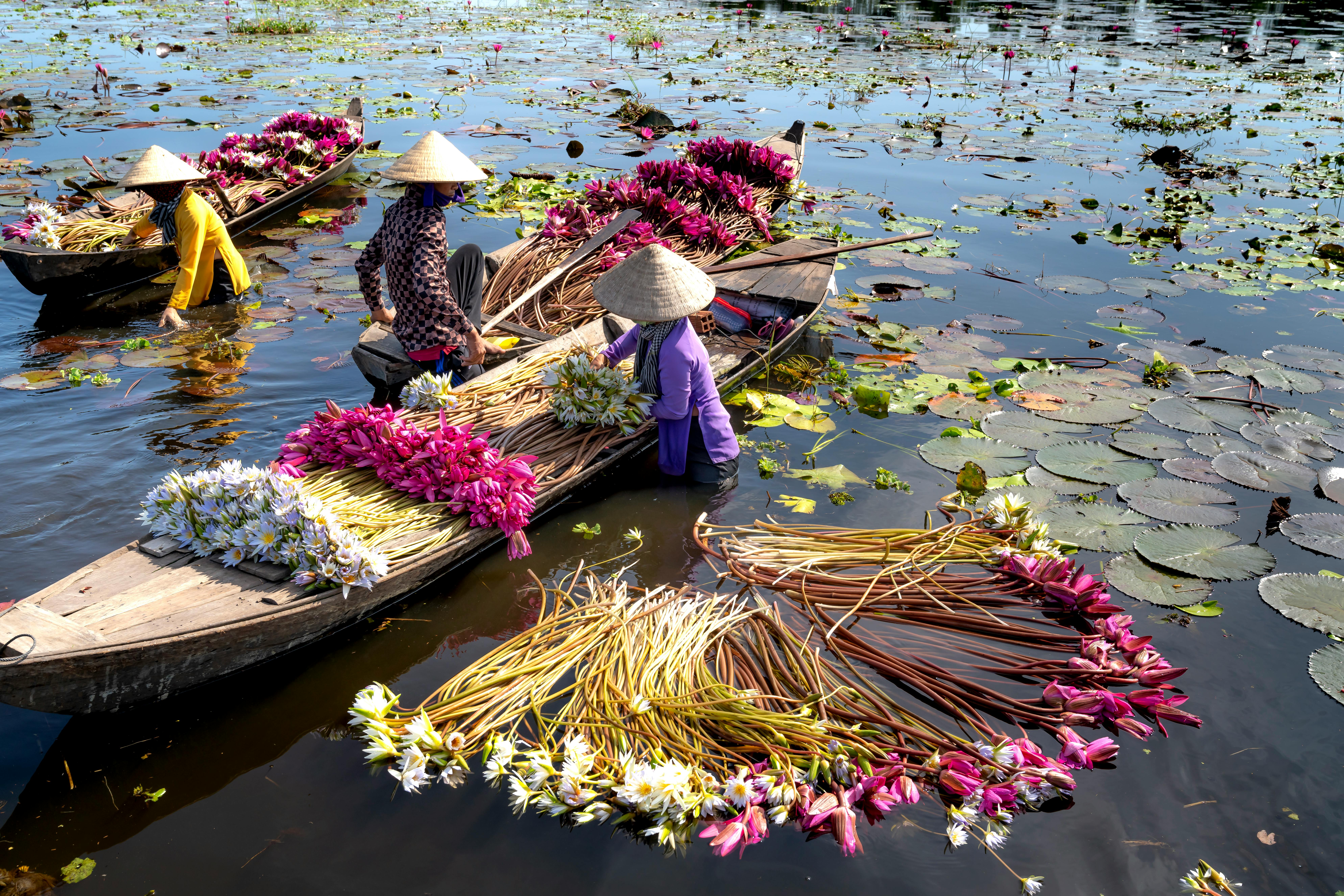 People Transporting Flowers with Boats · Free Stock Photo