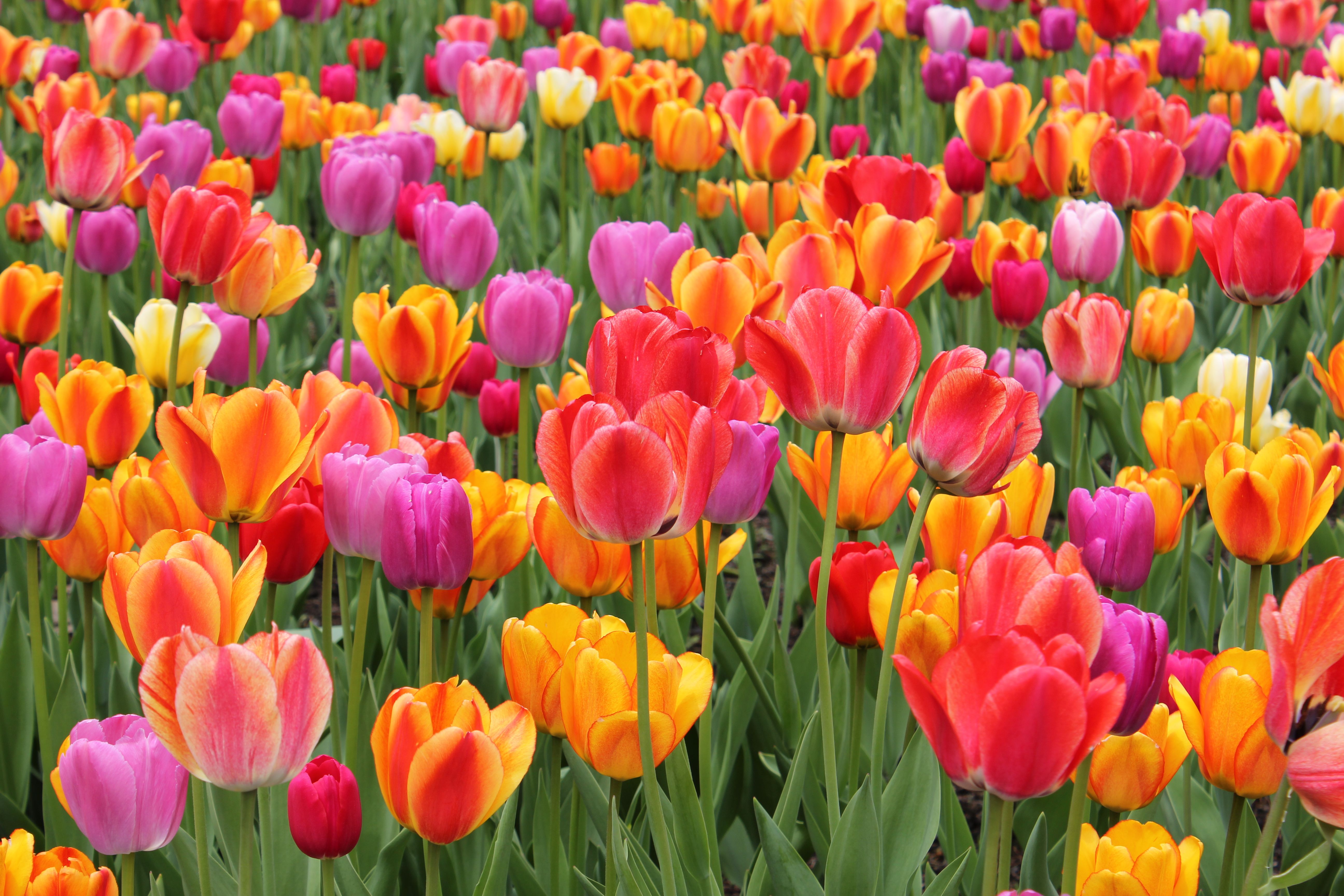 Close up of Colorful Flowers · Free Stock Photo