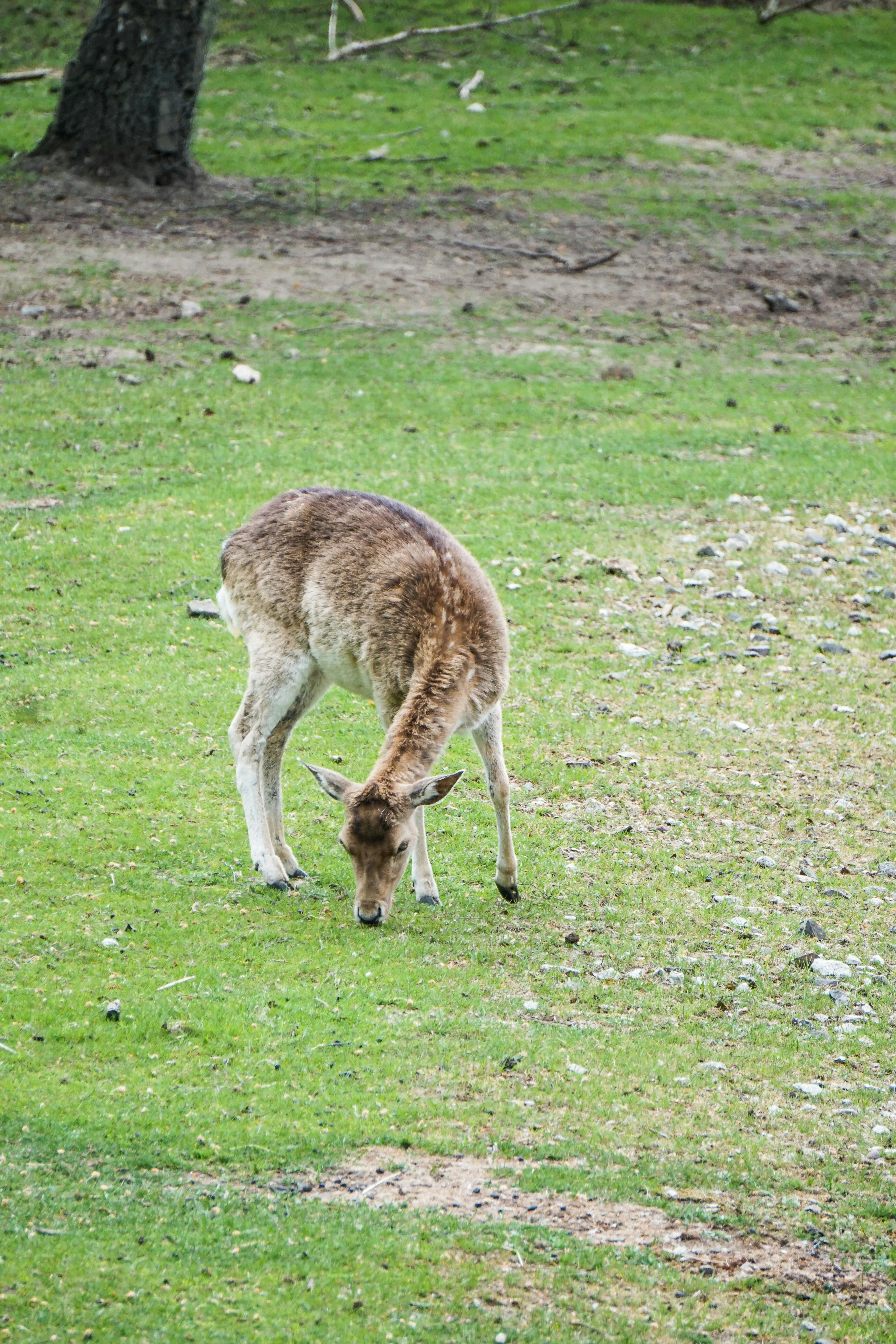 A Deer Eating a Grass · Free Stock Photo