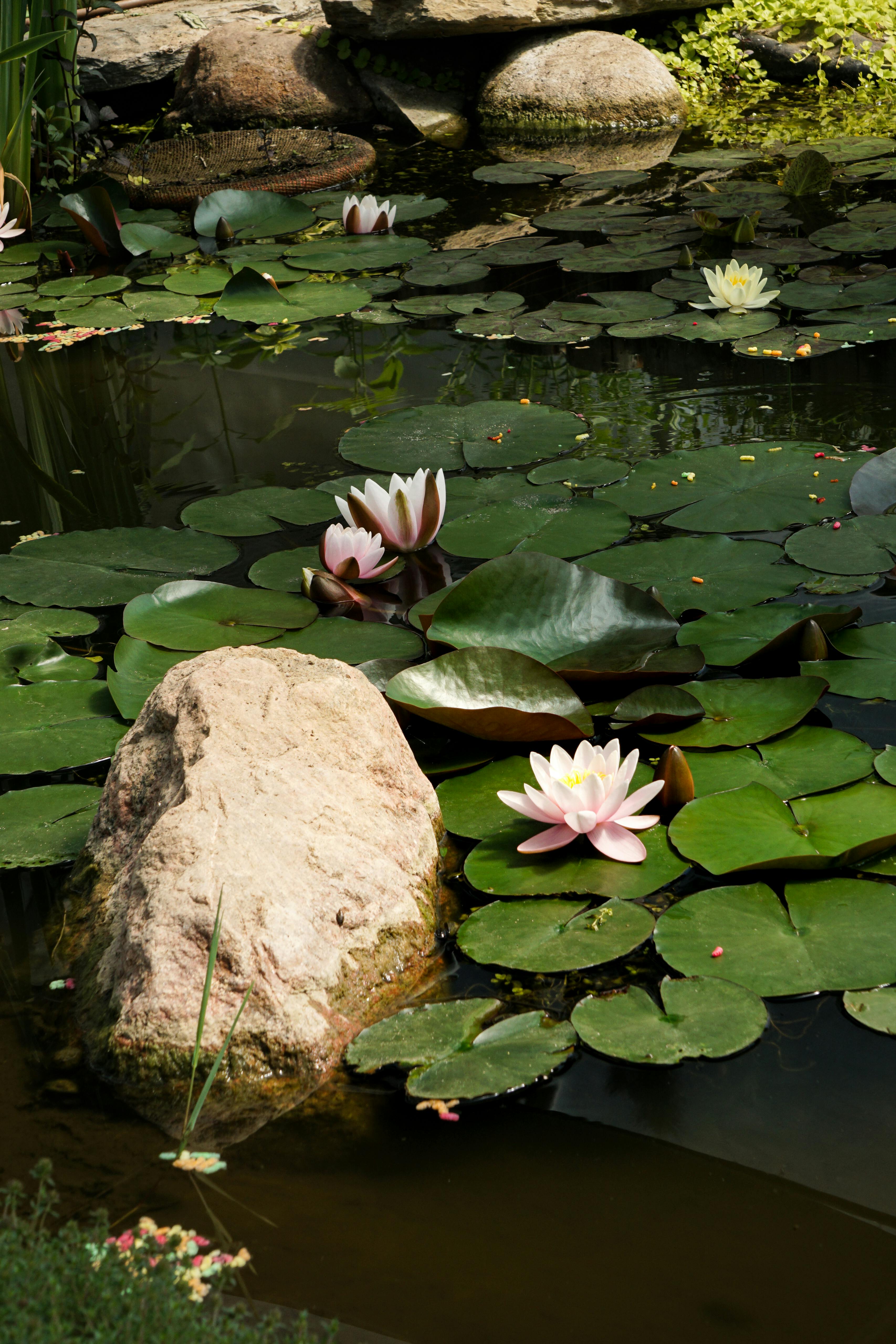 Pink Lotus Flower on Water · Free Stock Photo