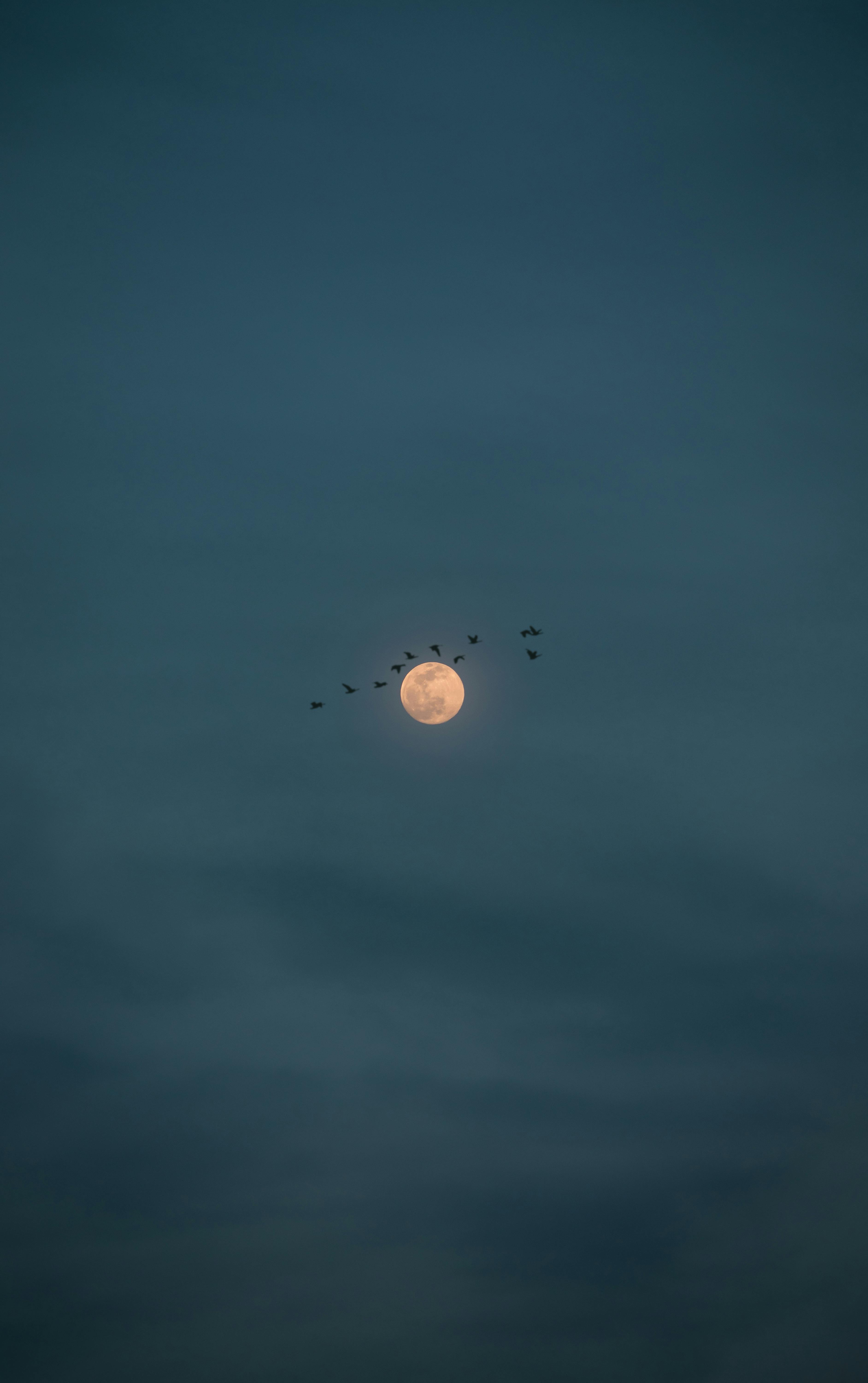 Birds Flying by the Moon · Free Stock Photo