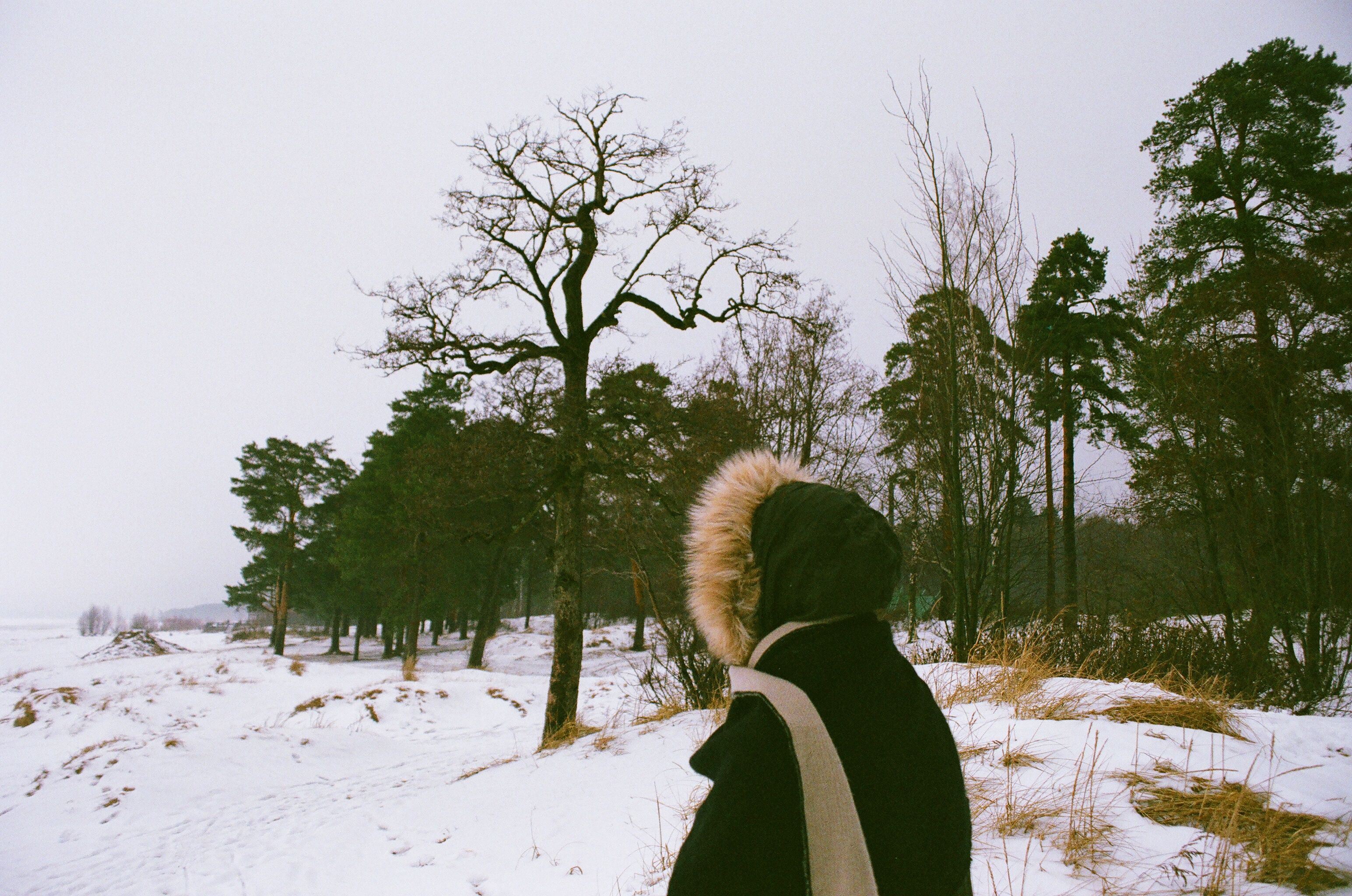 Person Facing Trees during Winter · Free Stock Photo