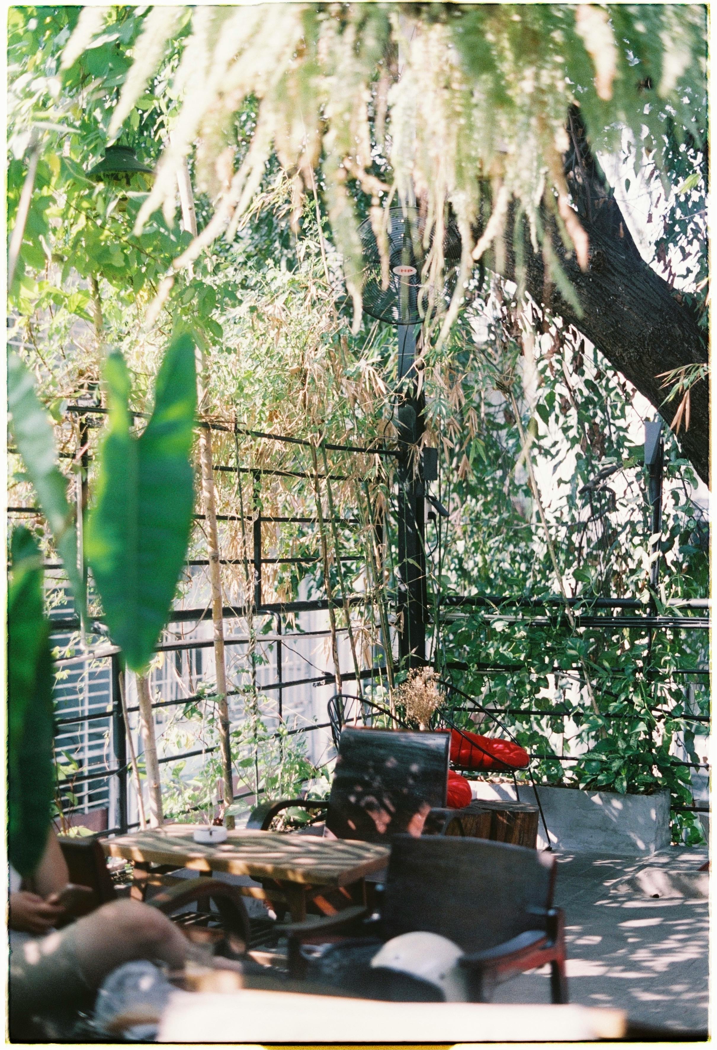 A table and chairs under a tree · Free Stock Photo