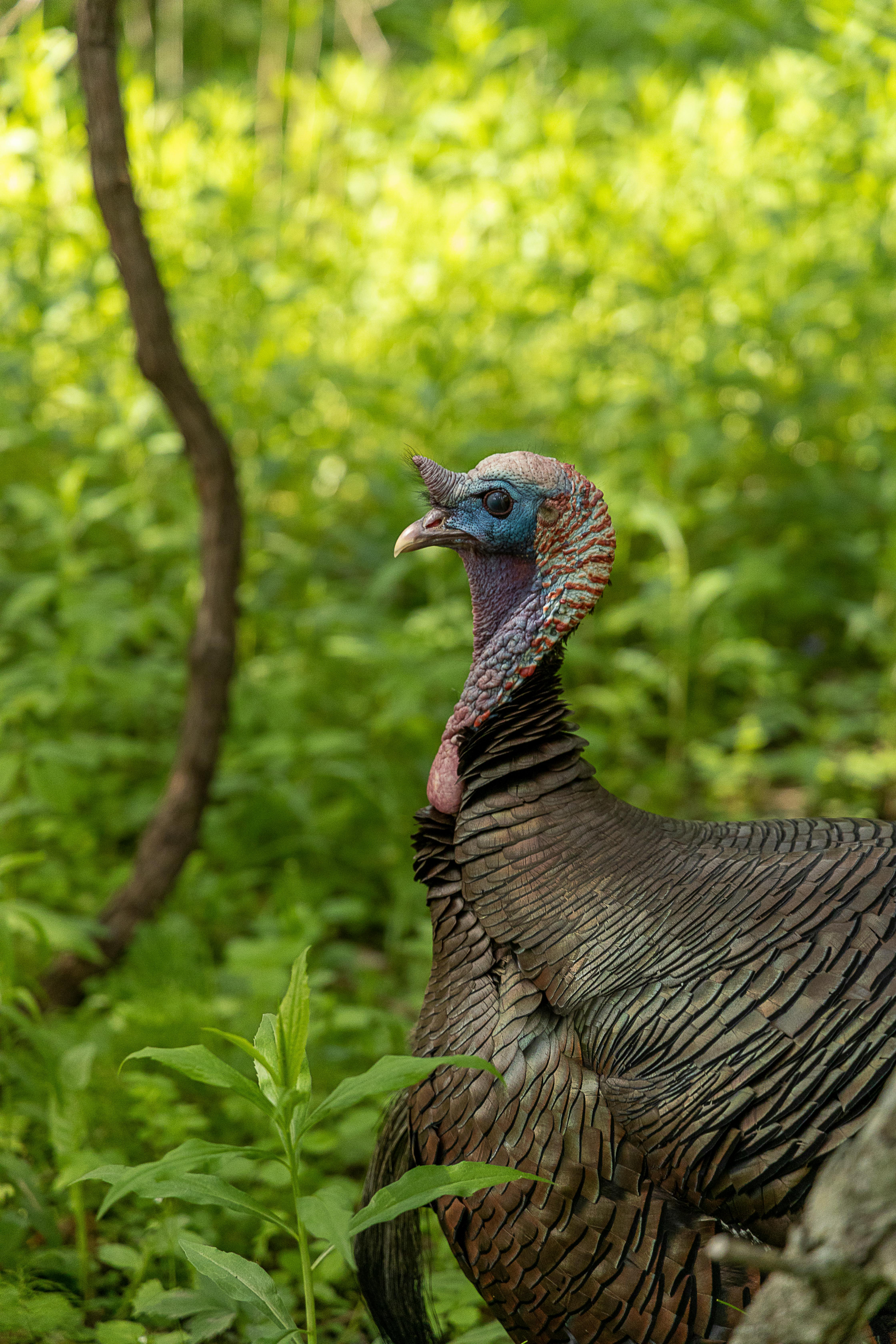 Close-up Photo of a Turkey Bird · Free Stock Photo