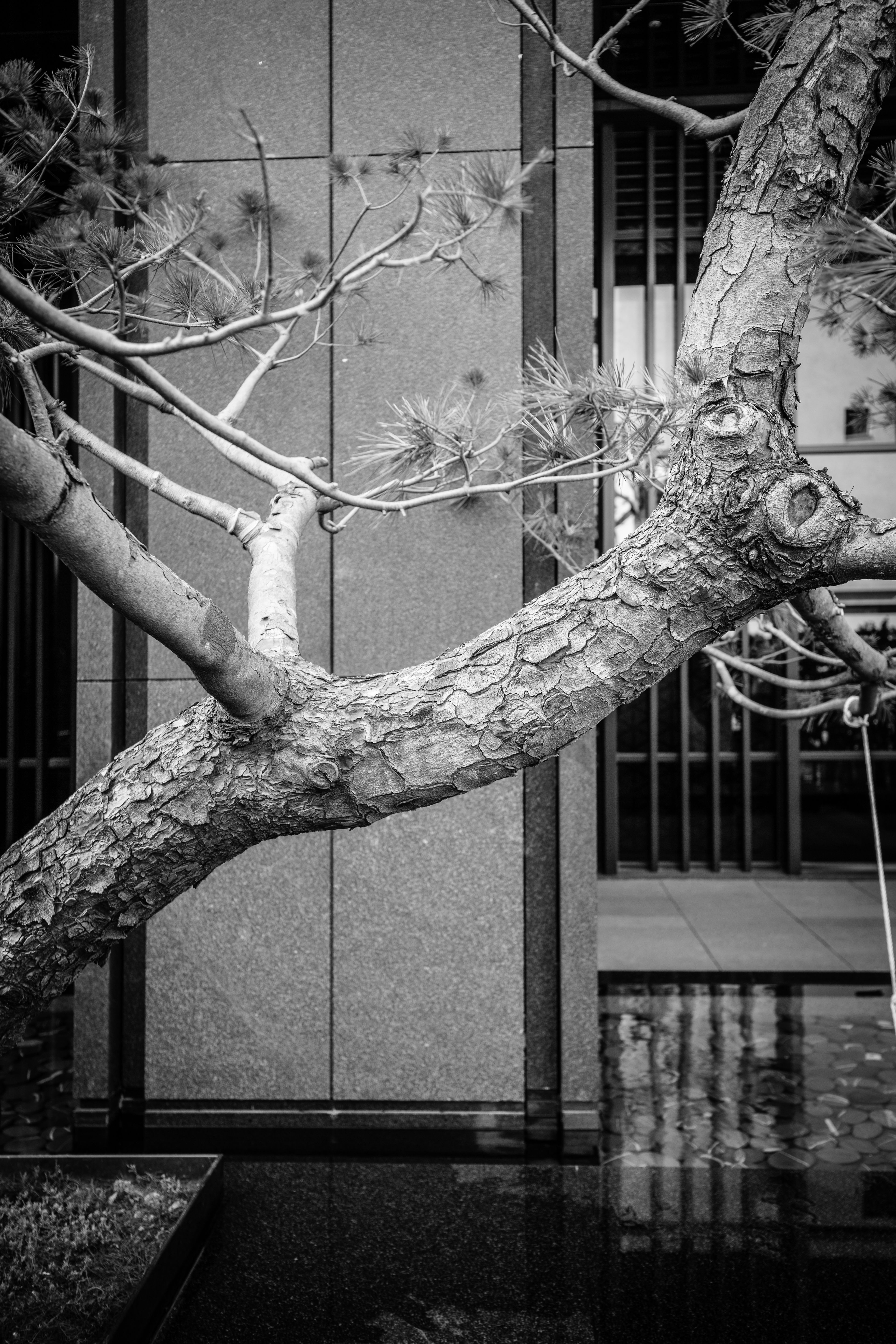 Close-up of the Tree Branches · Free Stock Photo