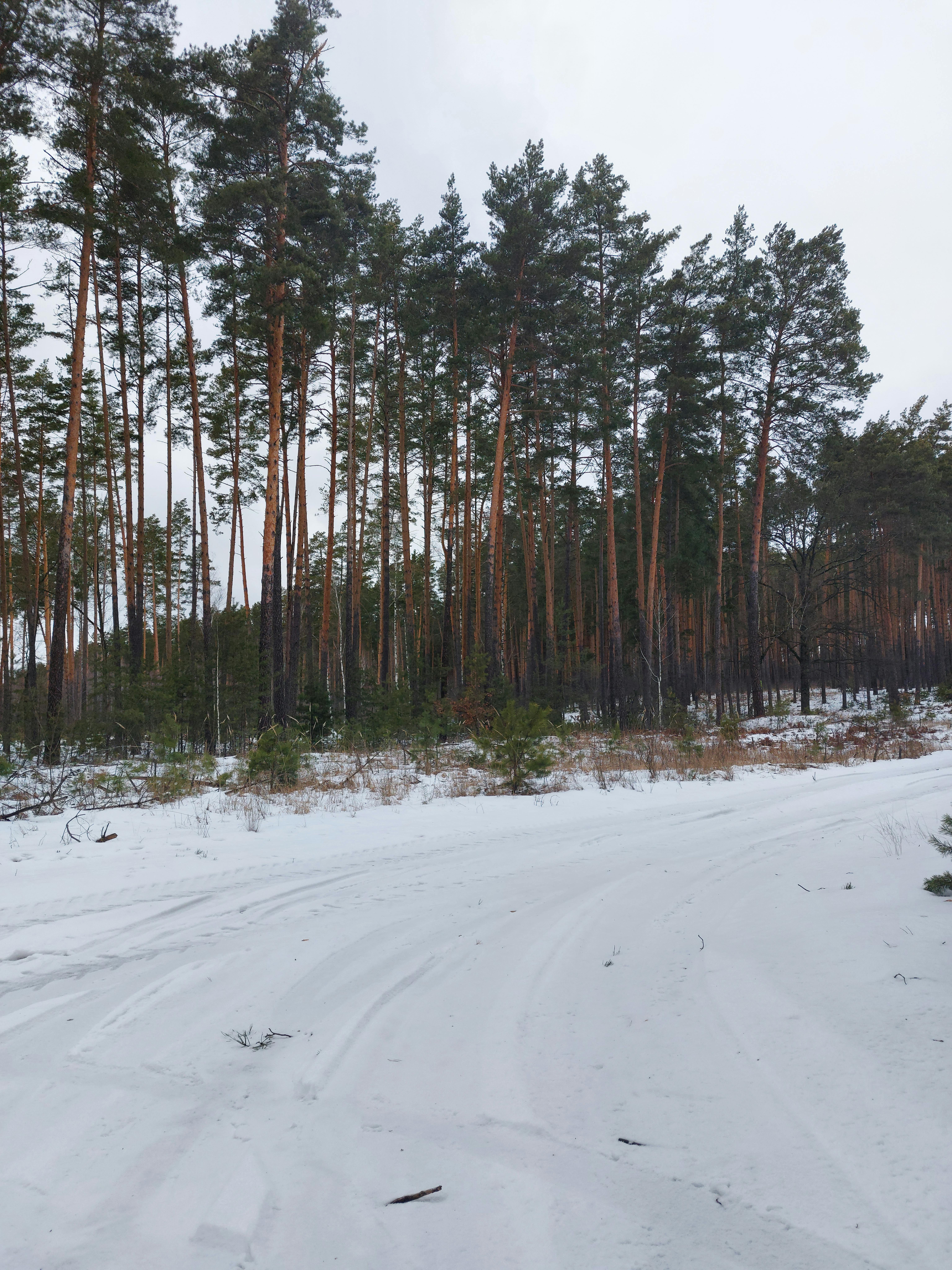 Green Trees on Snow Covered Ground · Free Stock Photo