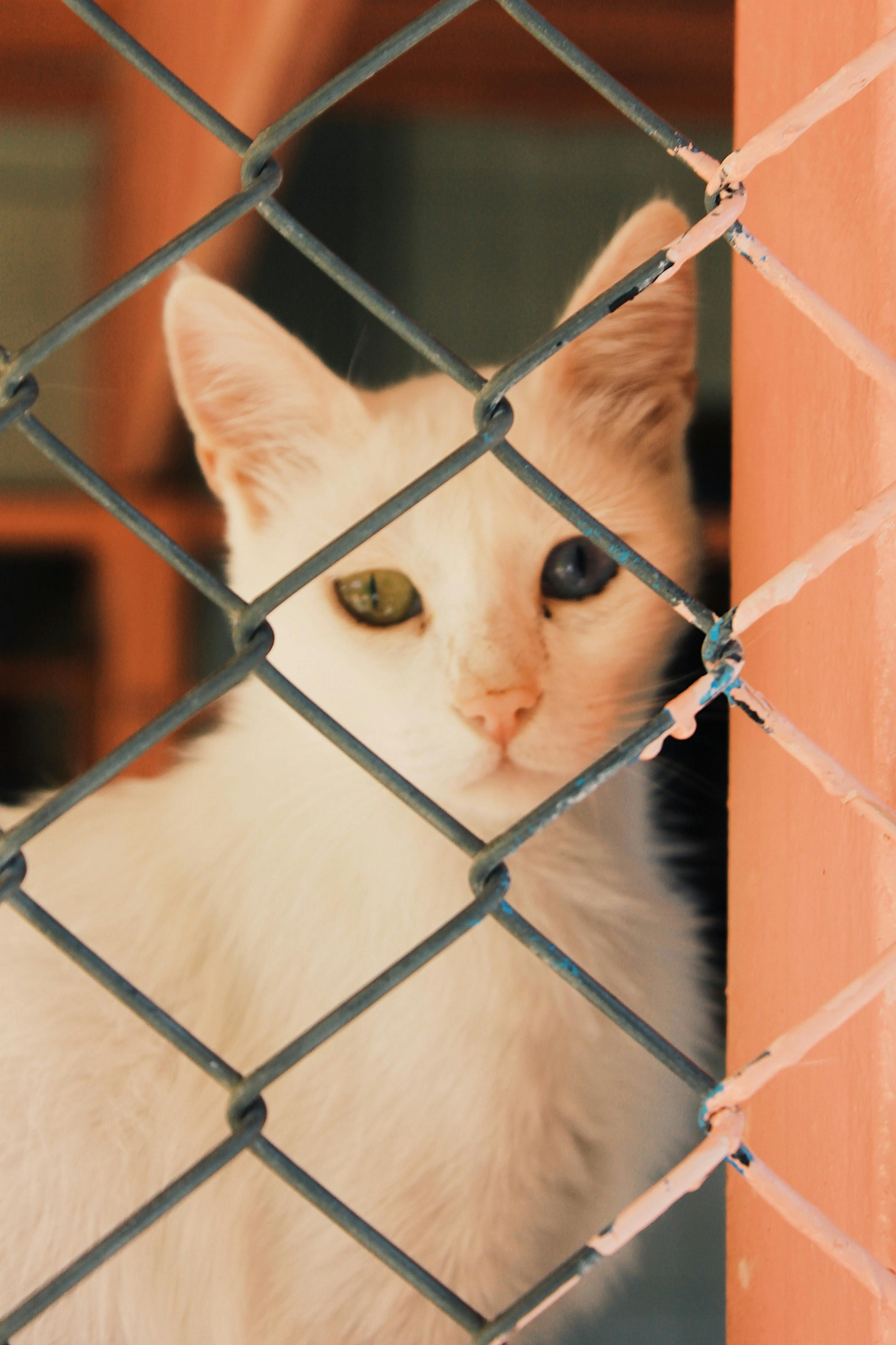Photo of a Black Cat in a Cage · Free Stock Photo
