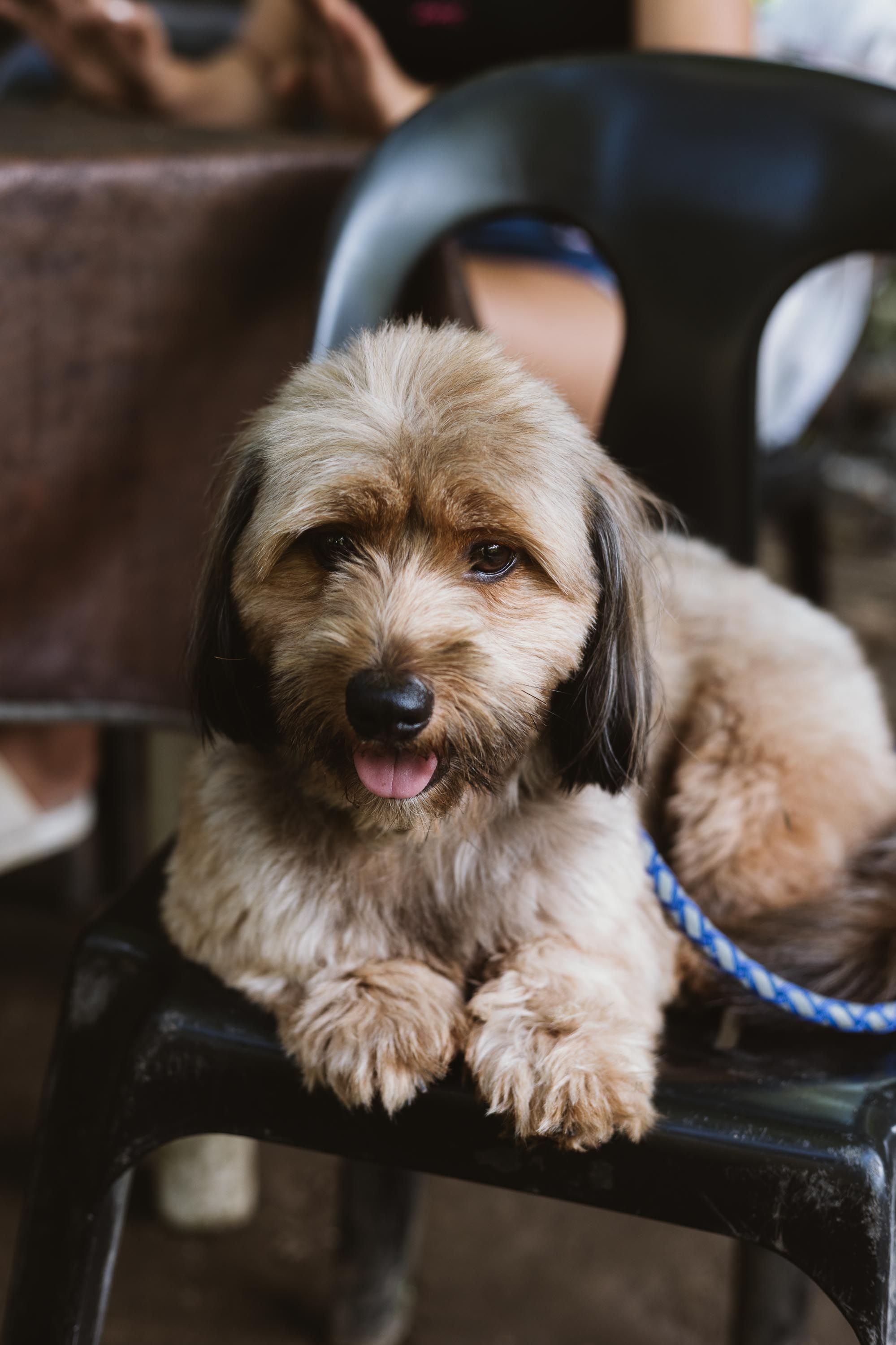 Close-Up Shot of Lhasa Apso Standing on the Ground · Free Stock Photo