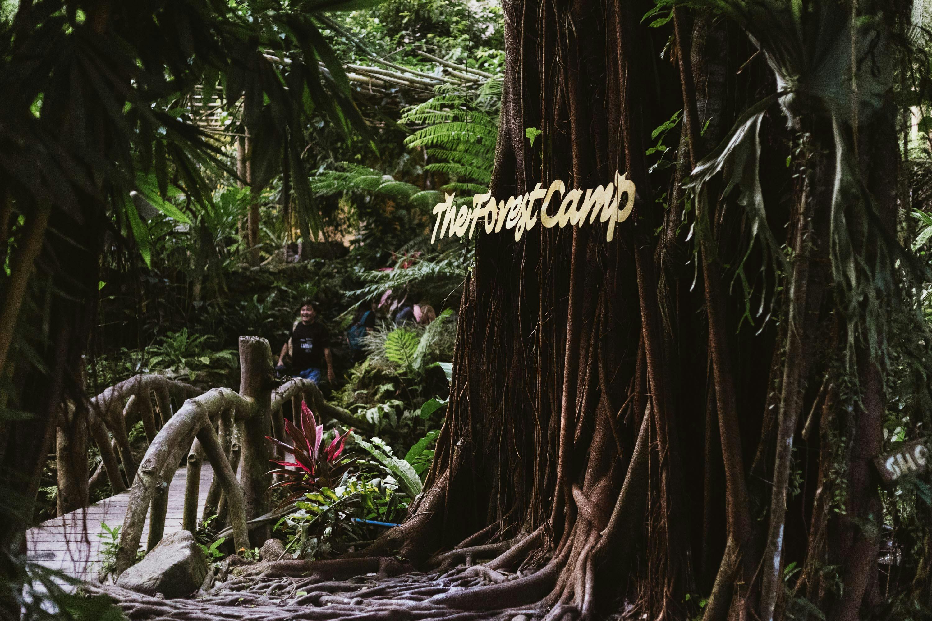 Trees in Park · Free Stock Photo