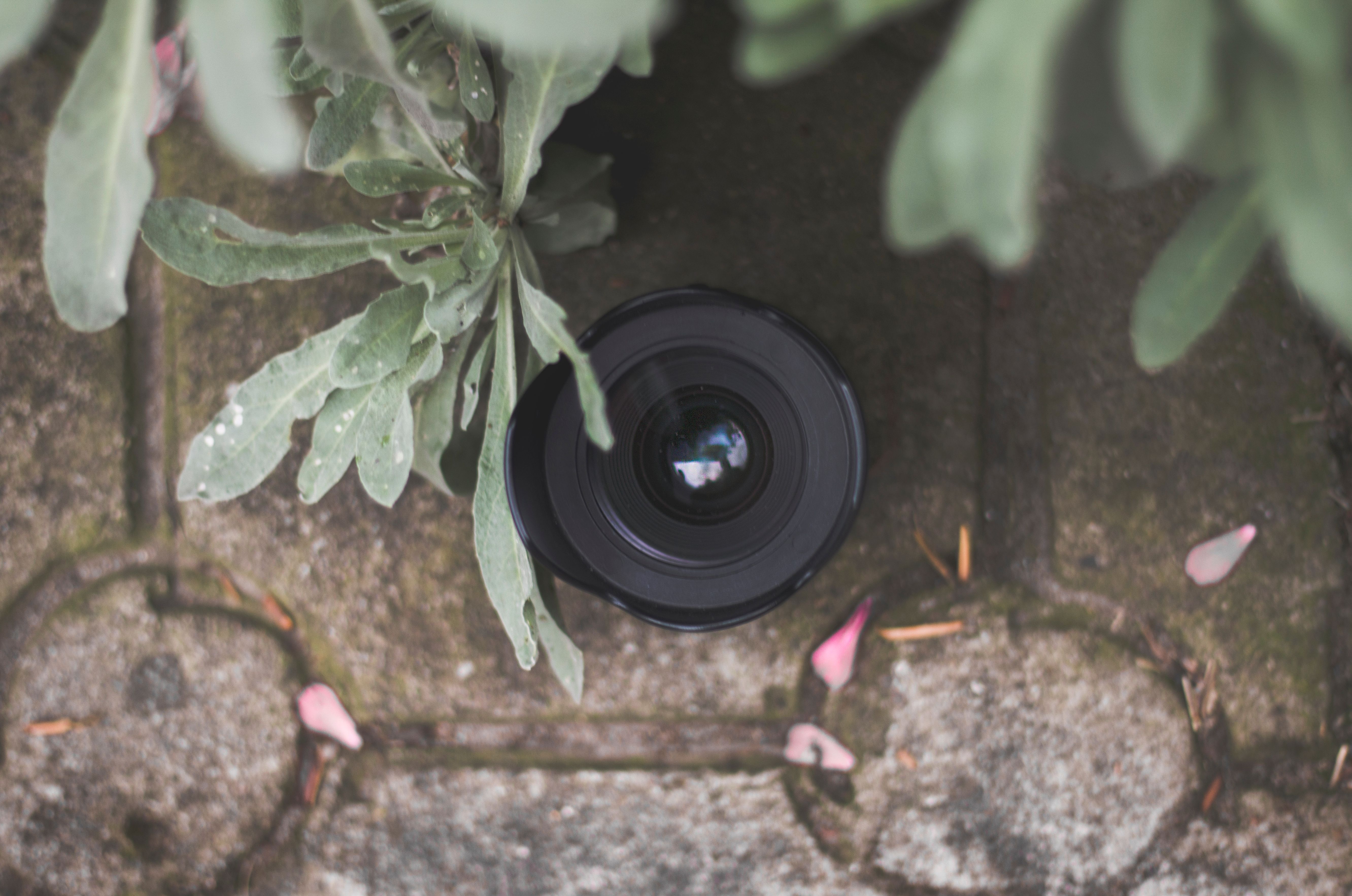 Gray and Black Action Camera on Green Leaves Plants · Free Stock Photo