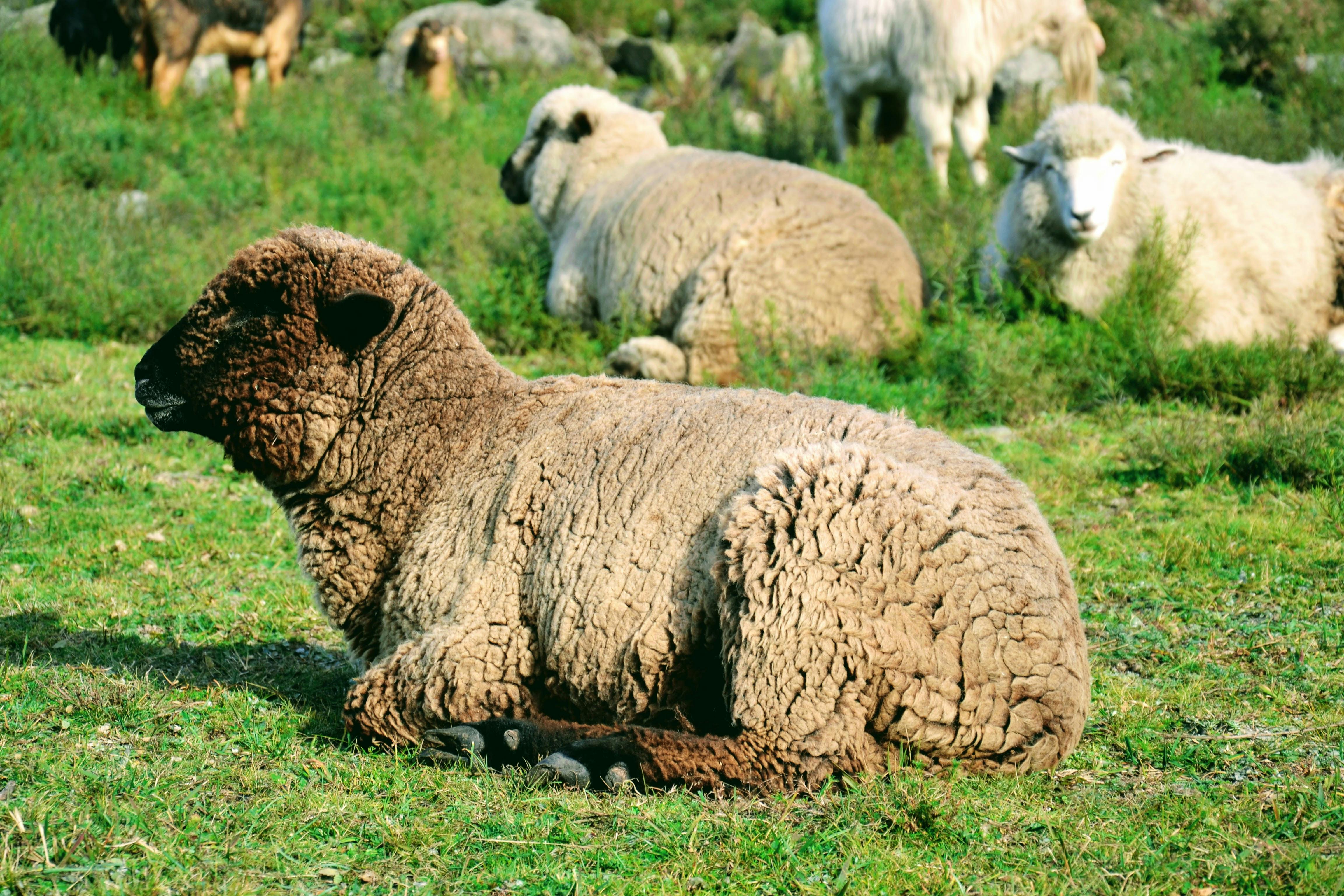 Herd of Sheep Lying on Grass Field · Free Stock Photo