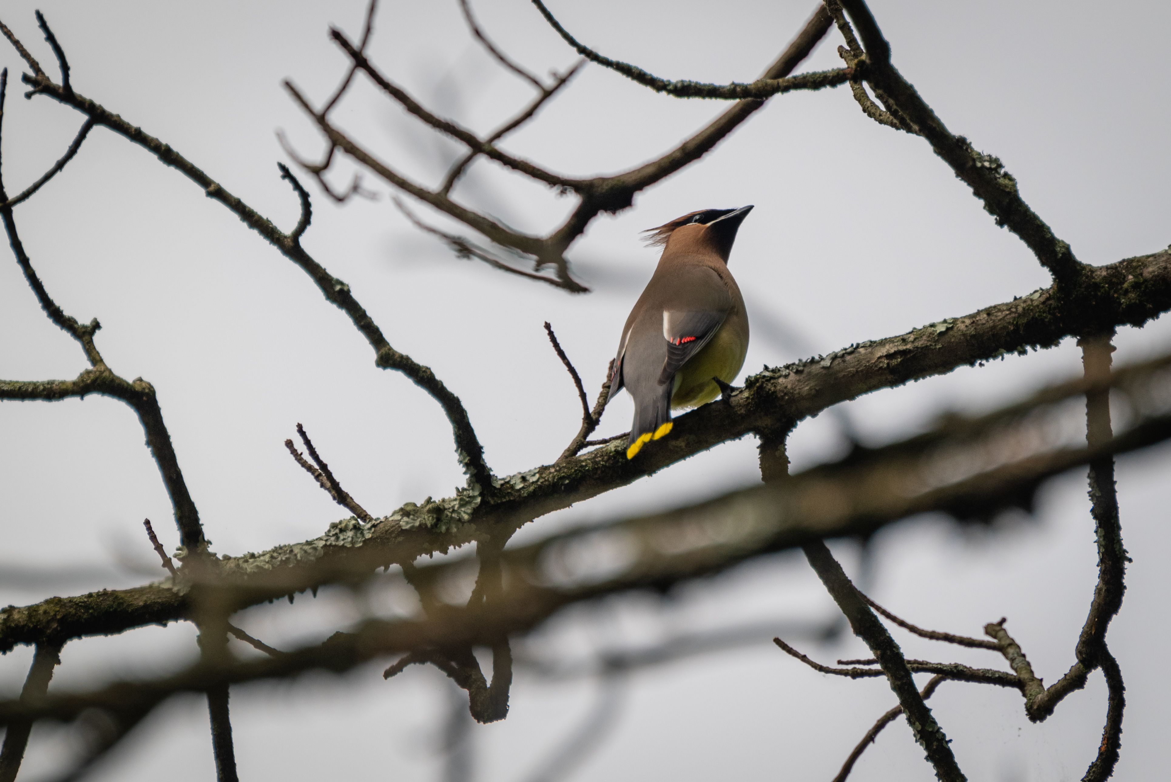 Feral Pigeon in Blurred Background · Free Stock Photo
