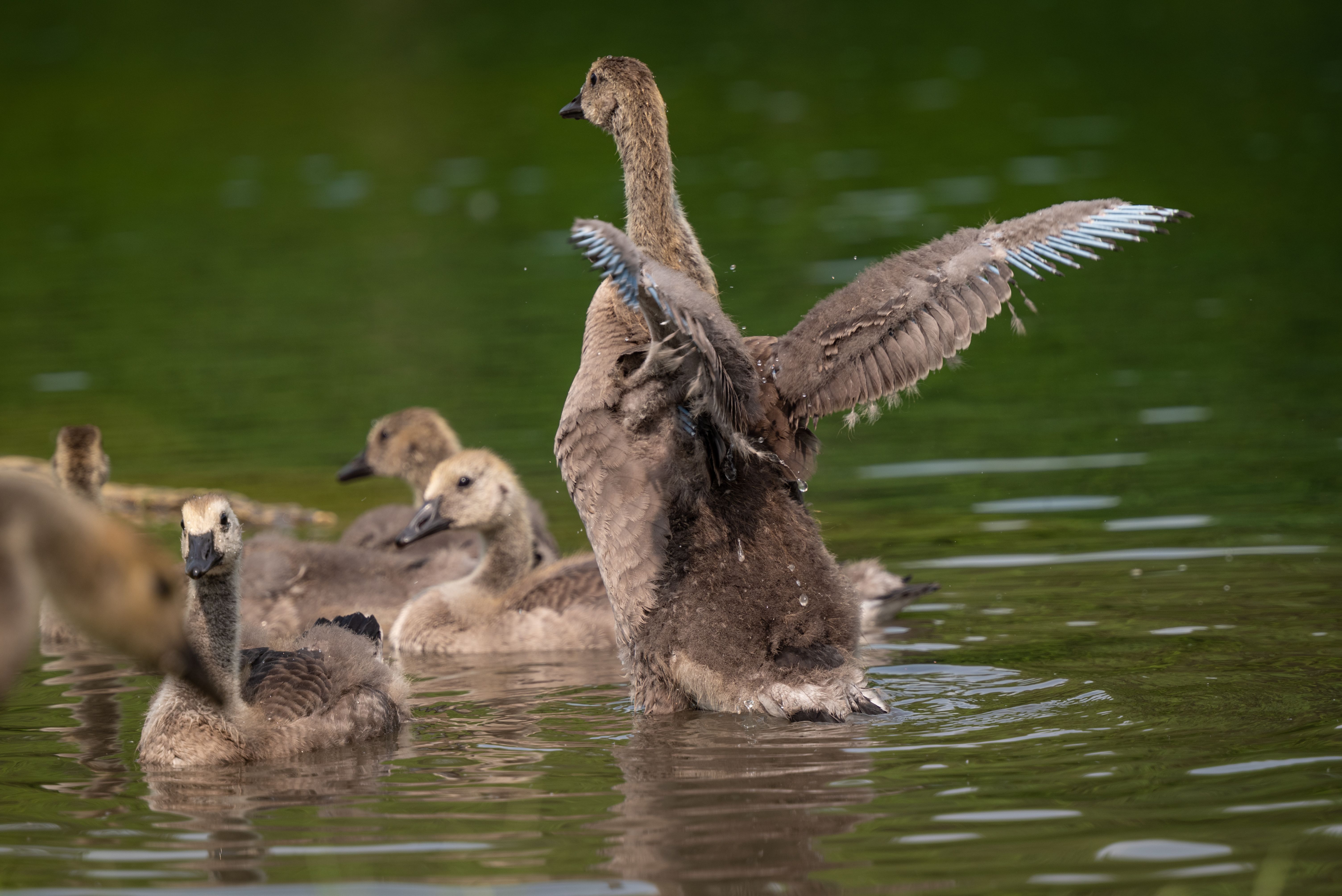 A Raft of Brown Goose Floating on the Water · Free Stock Photo