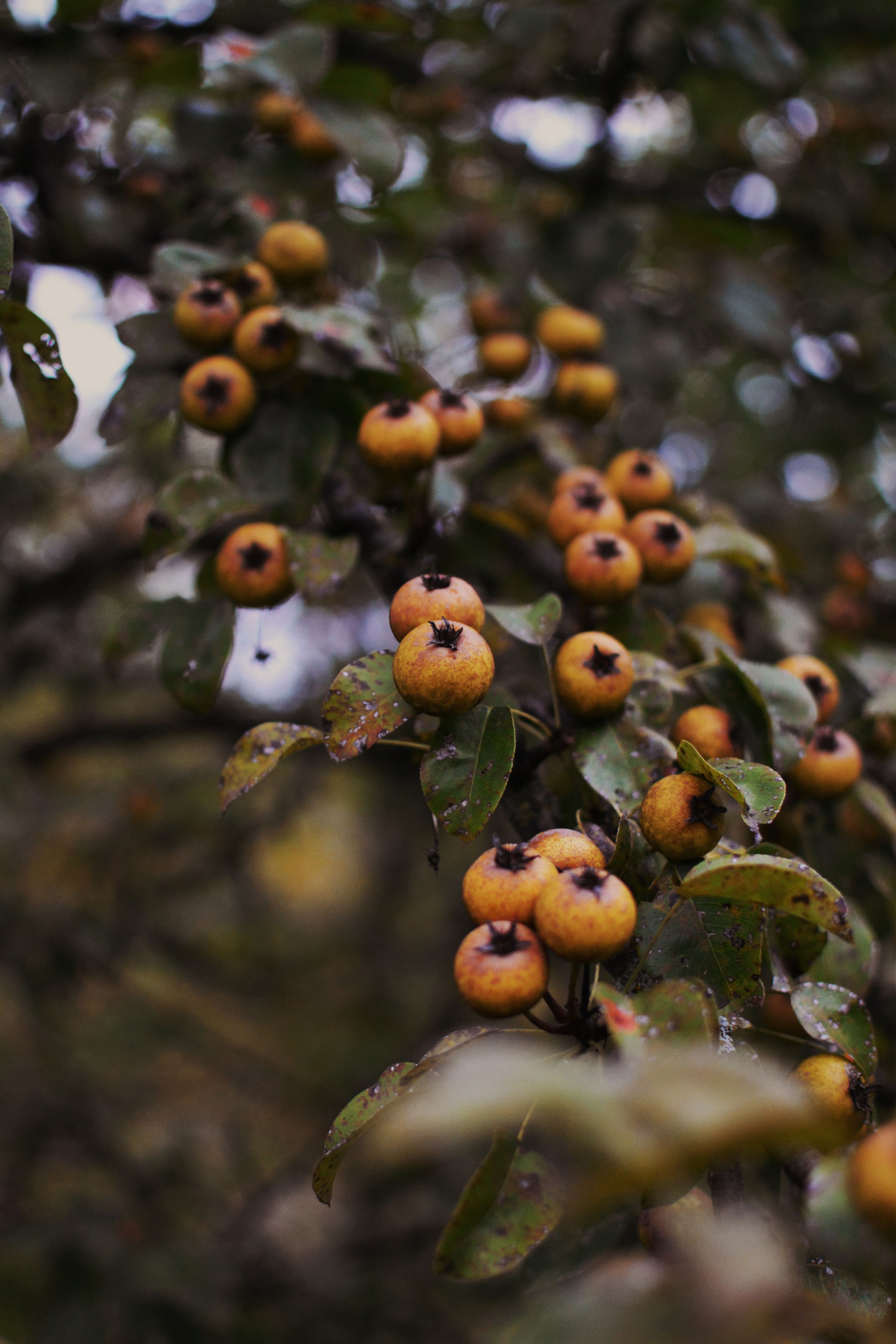 Close up of Fruit · Free Stock Photo