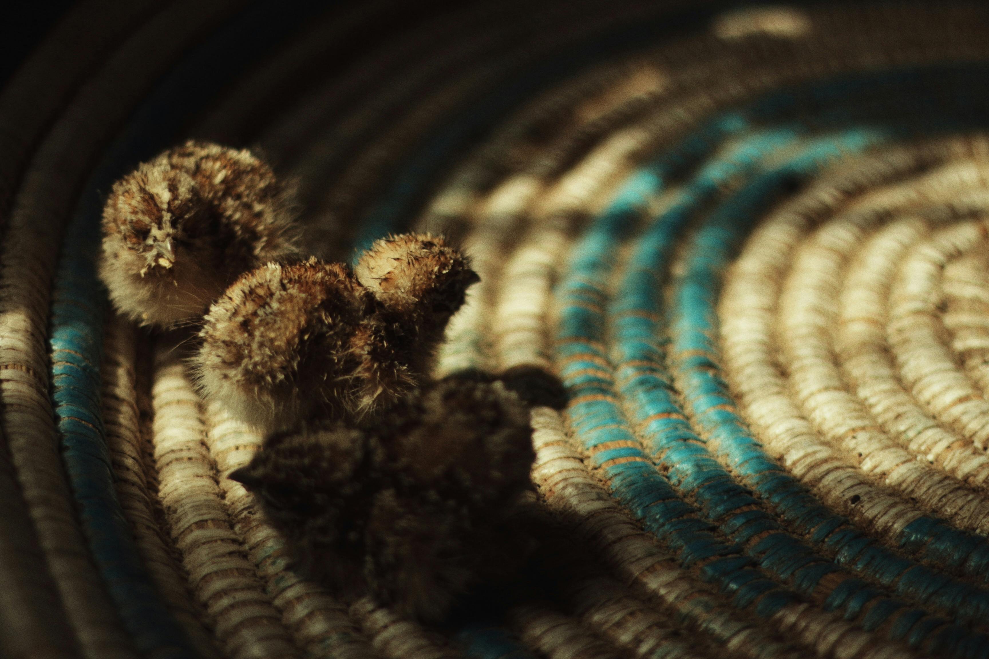 Birds Shadow Photos, Download The BEST Free Birds Shadow Stock Photos ...