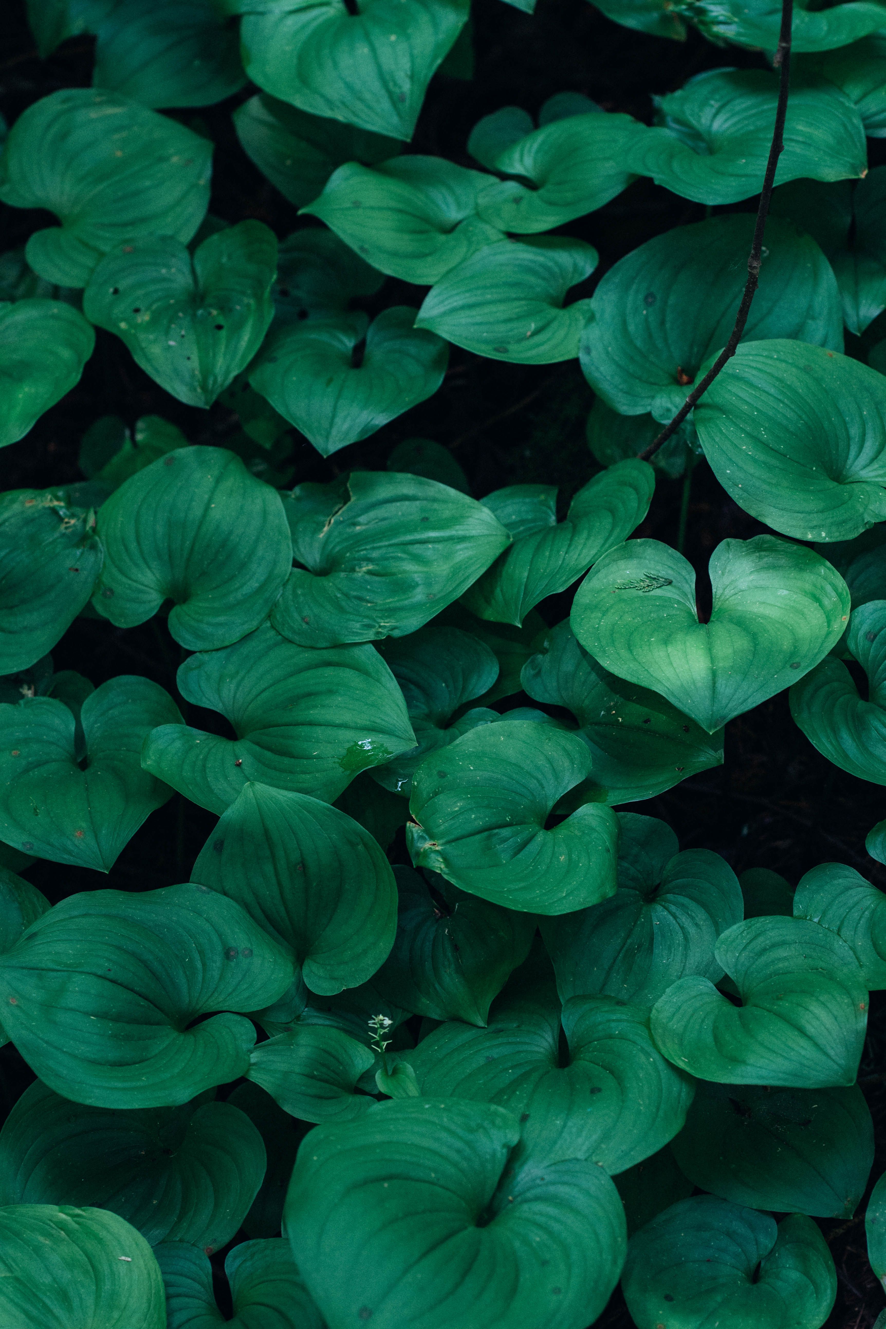 Green Leaf Close Up Photo Free Stock Photo
