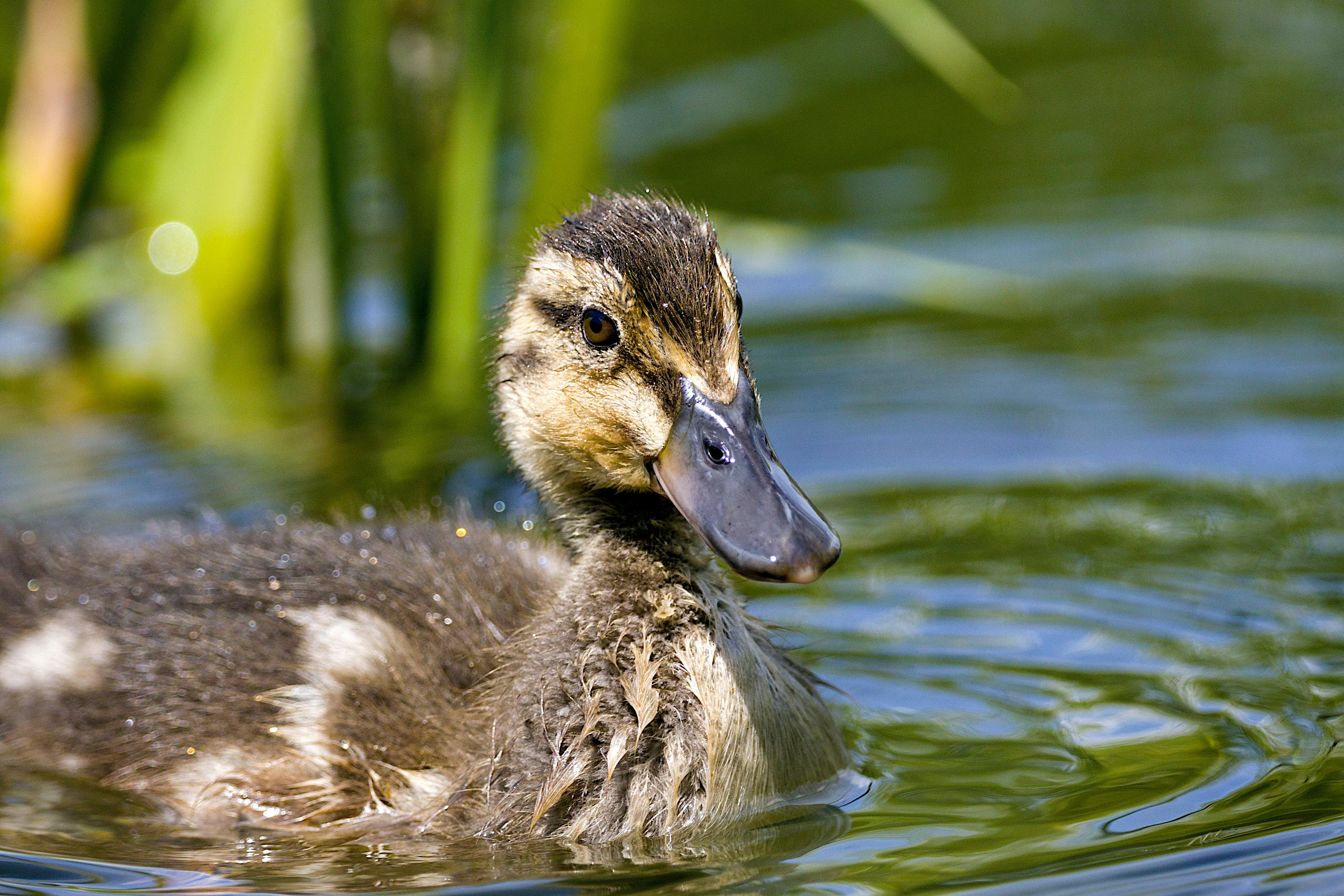 Photo of Duck on Water · Free Stock Photo