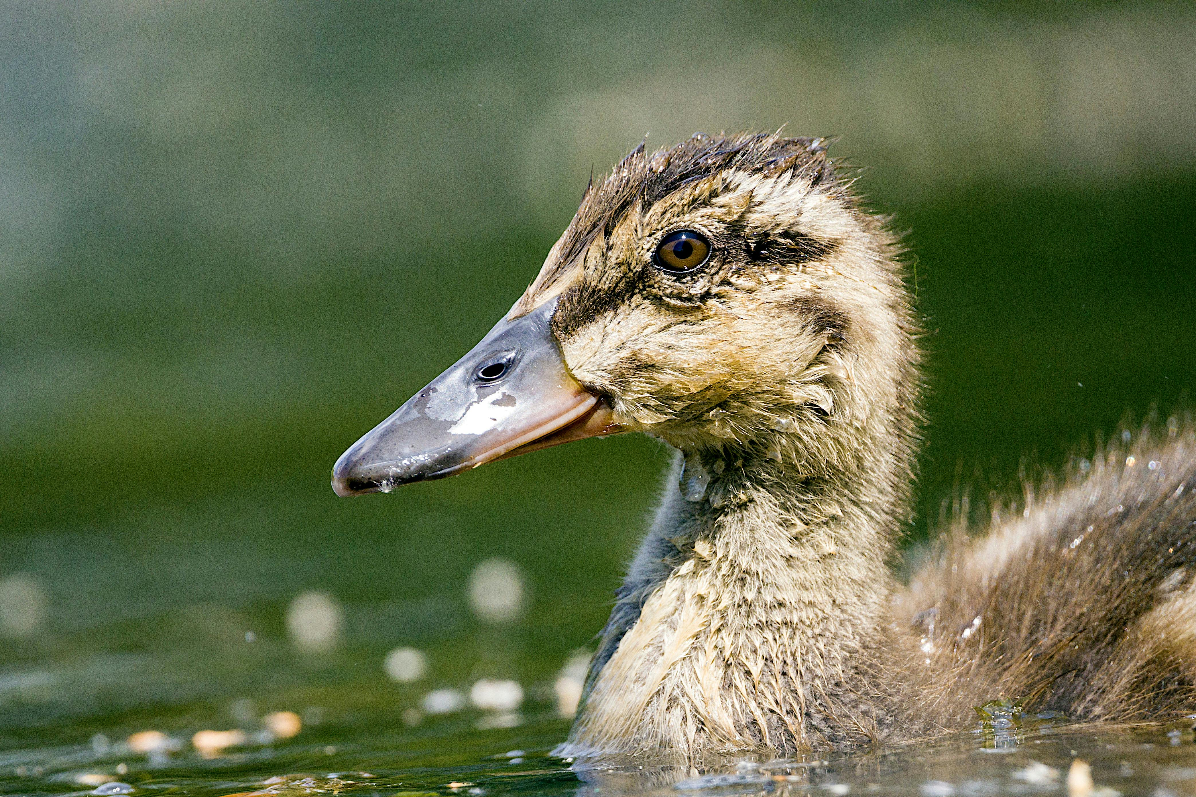 Selective Focus of Duckling · Free Stock Photo