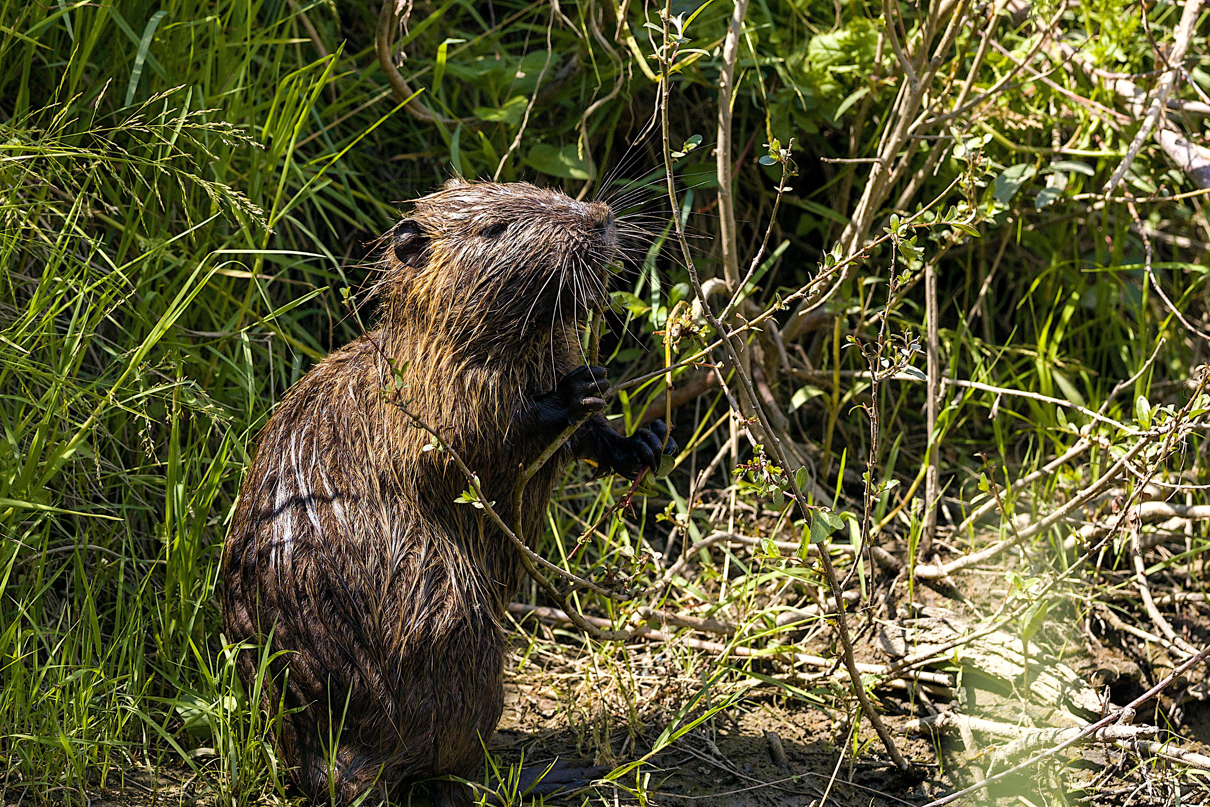 A beaver is standing in the grass near some trees · Free Stock Photo