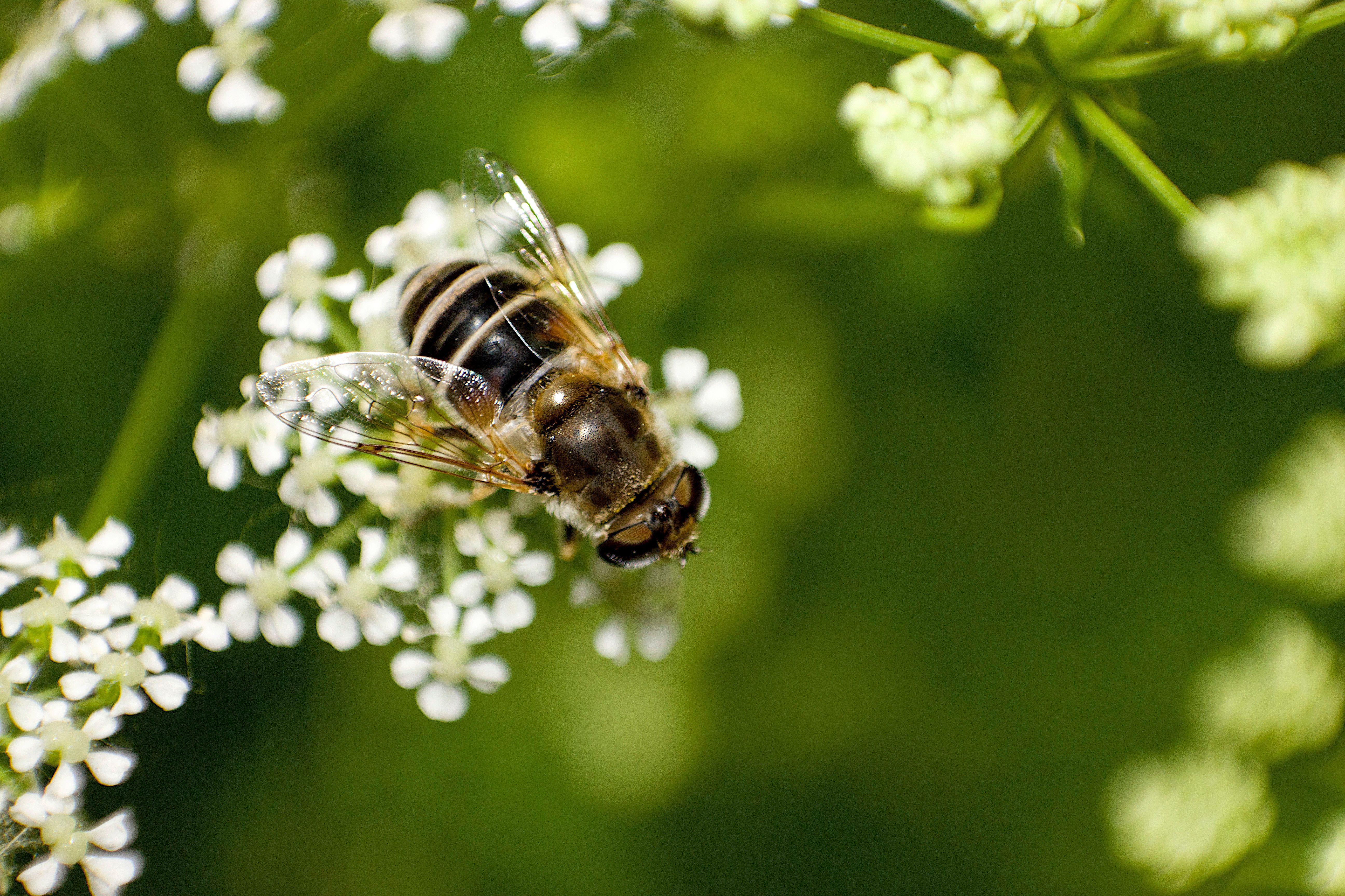 Nectar Obrazky Photos, Download The BEST Free Nectar Obrazky Stock ...
