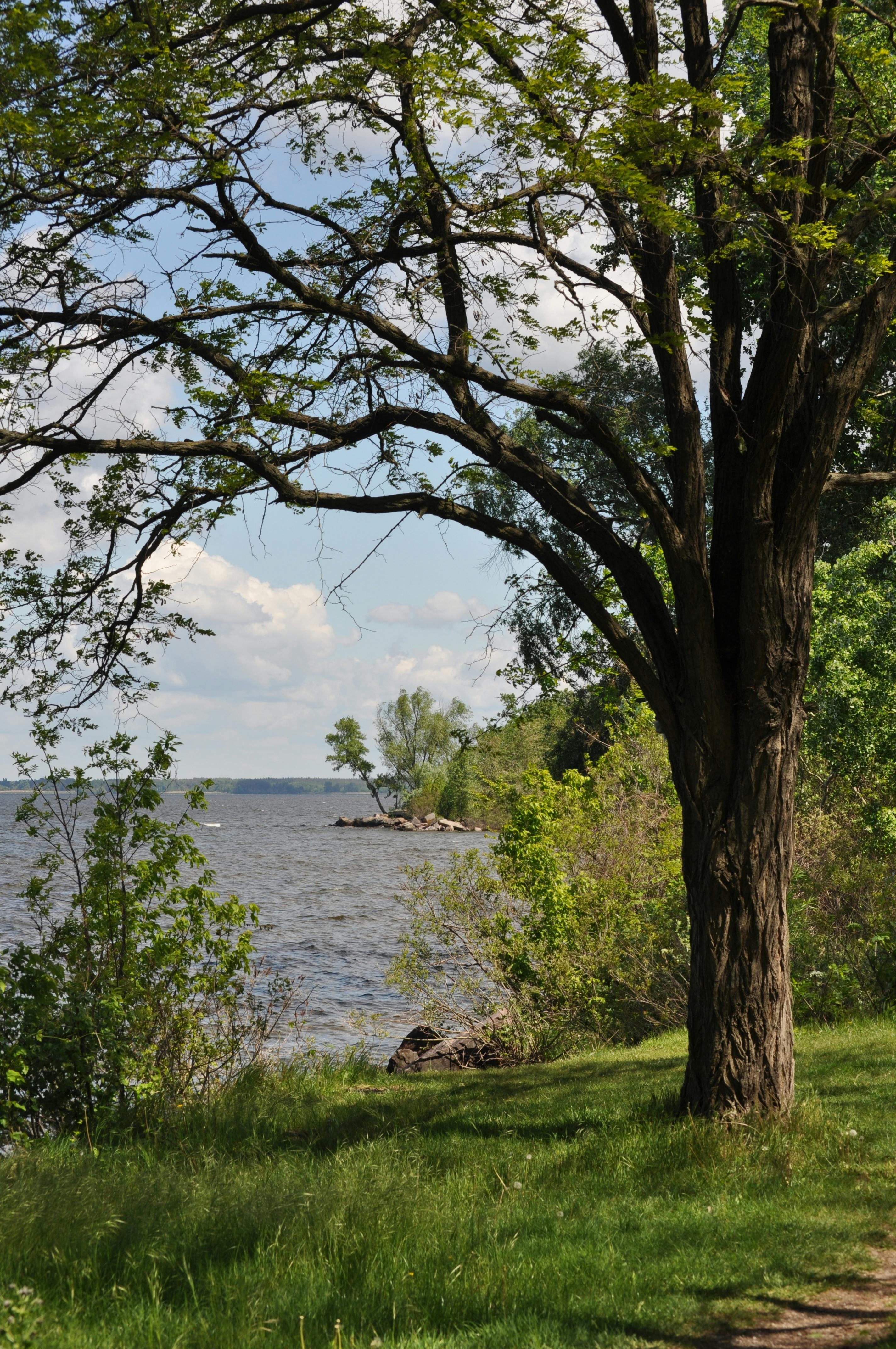 Green Pine Trees Beside the Lake · Free Stock Photo