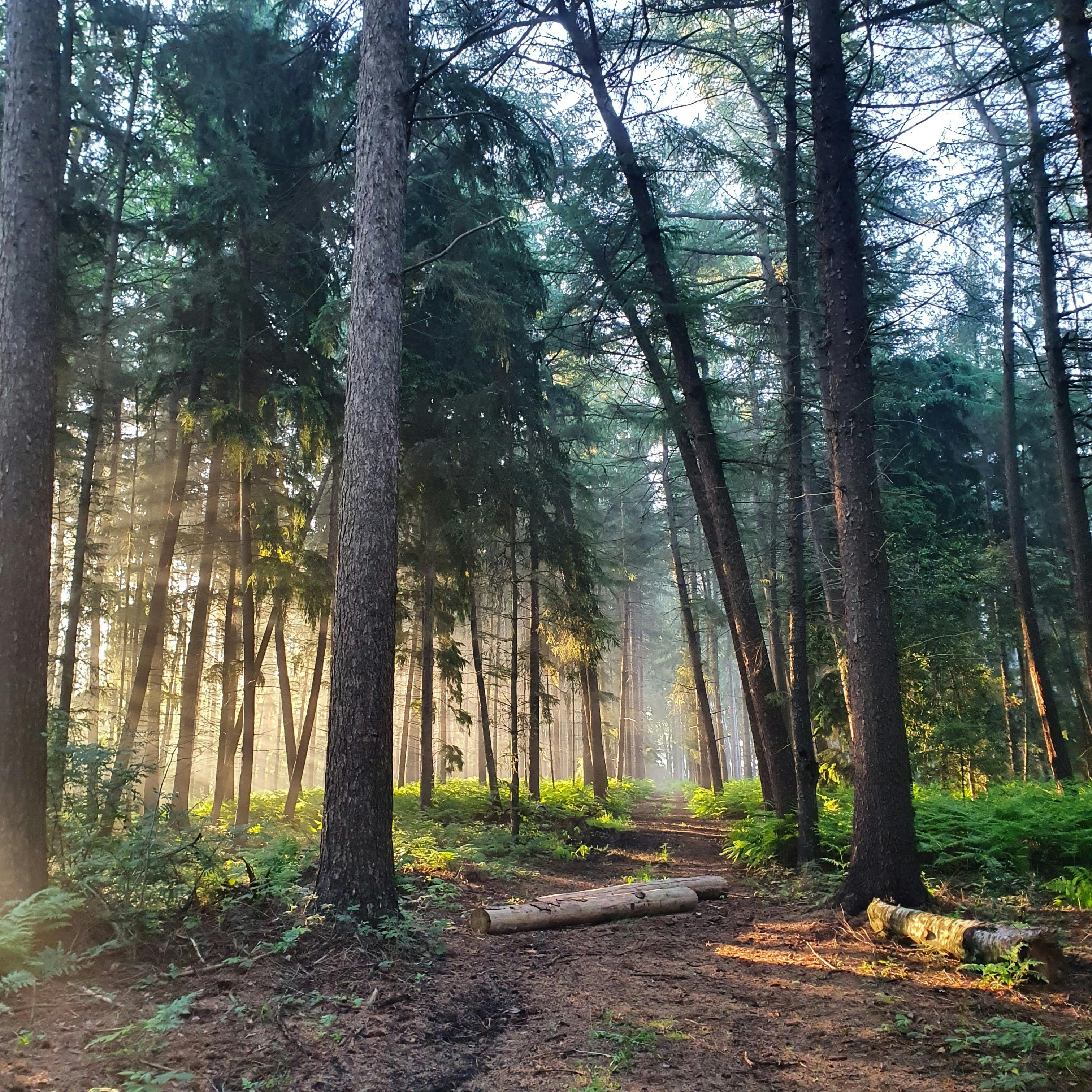 Person In The Middle Of A Forest · Free Stock Photo