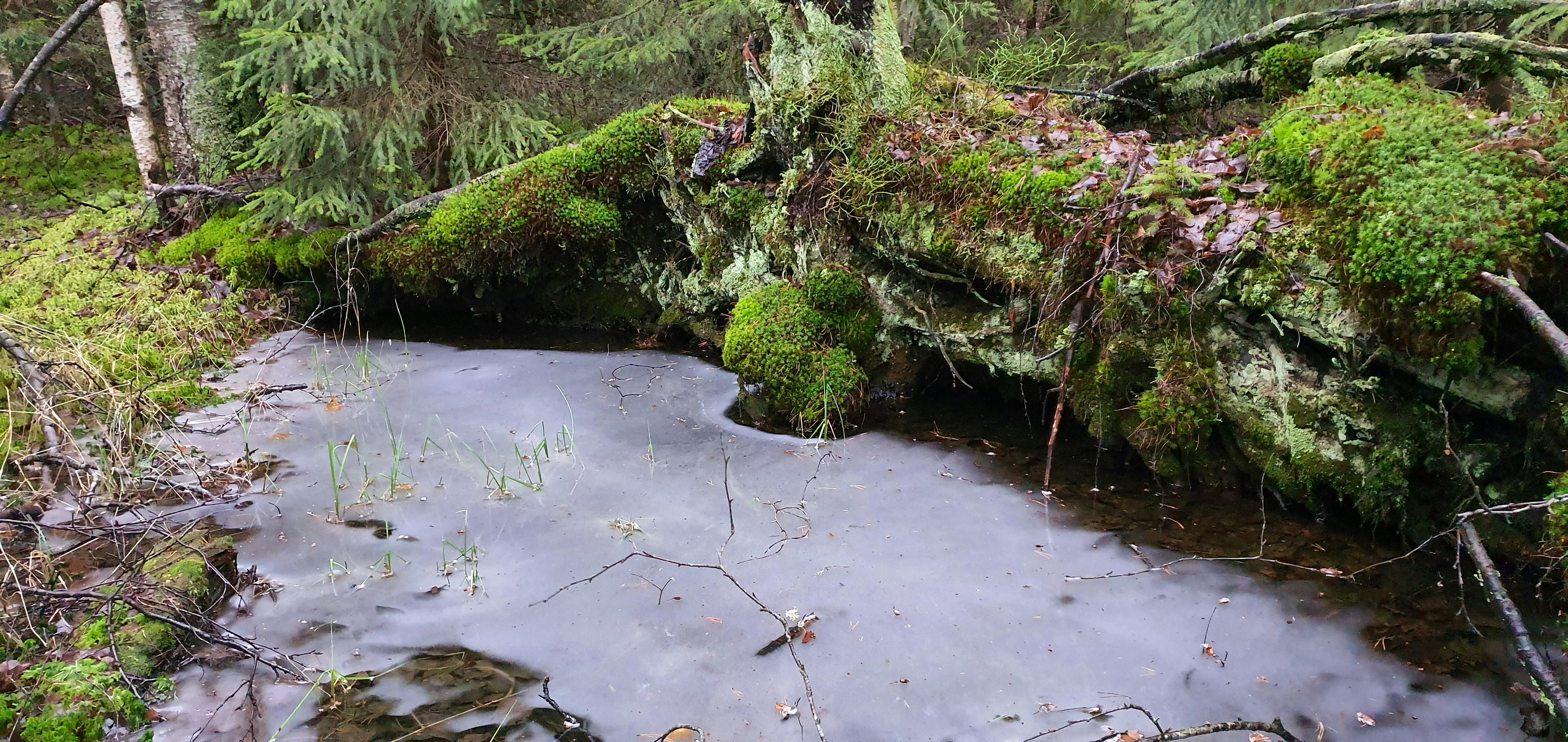 Dániel Nemes - Fotografía